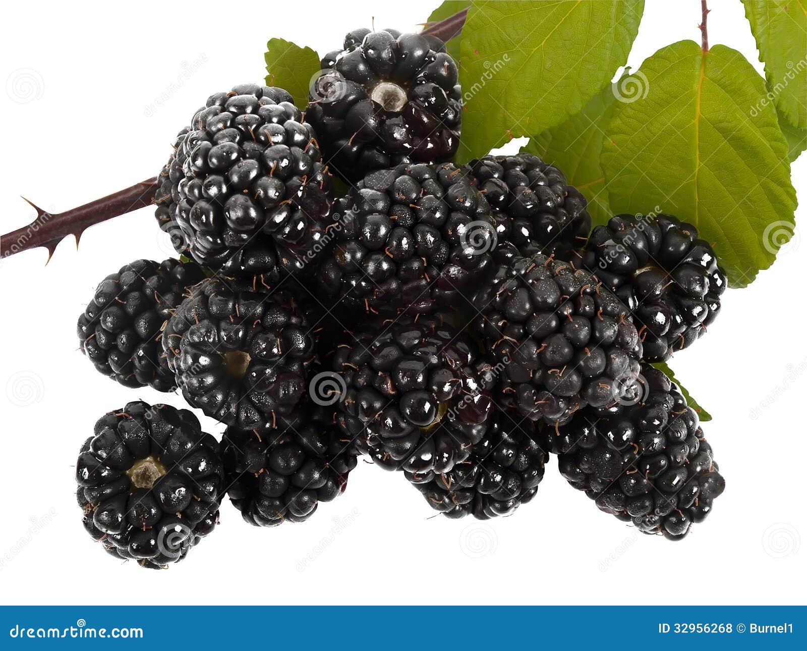 Blackberries stock photo. Image of lots, fresh, healthy - 32956268