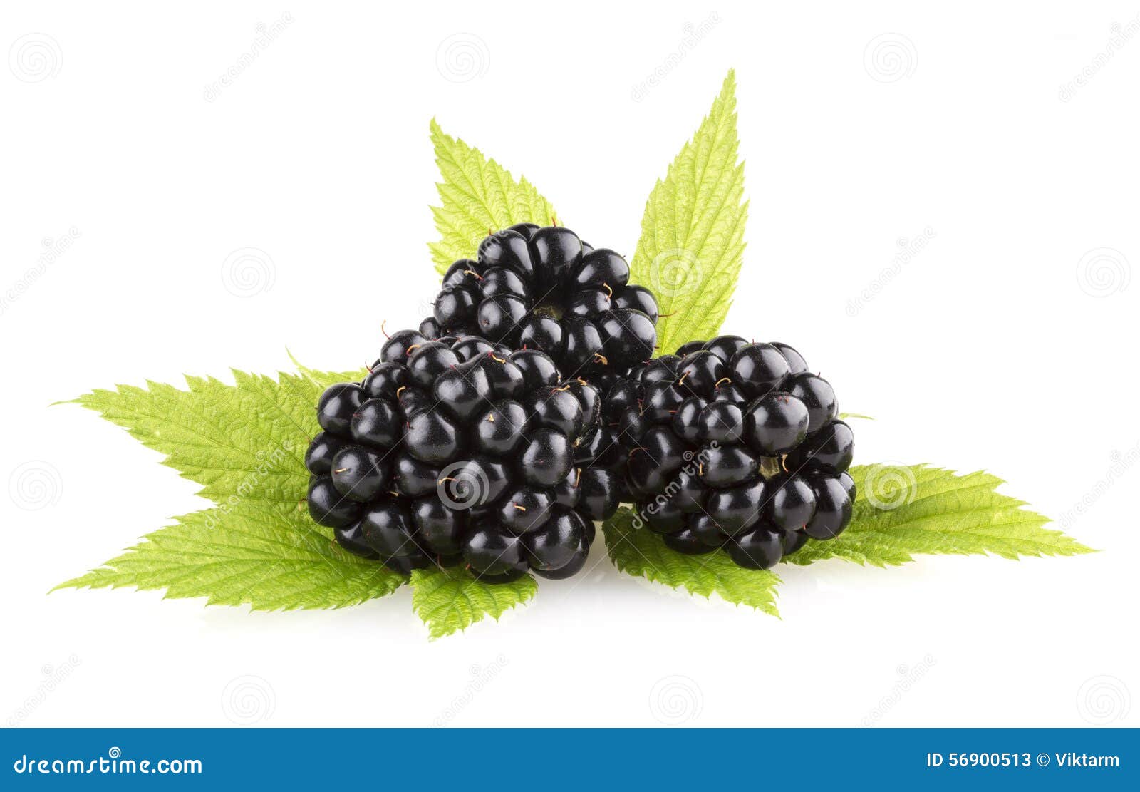 Blackberries stock image. Image of isolated, forest, blackberry - 56900513