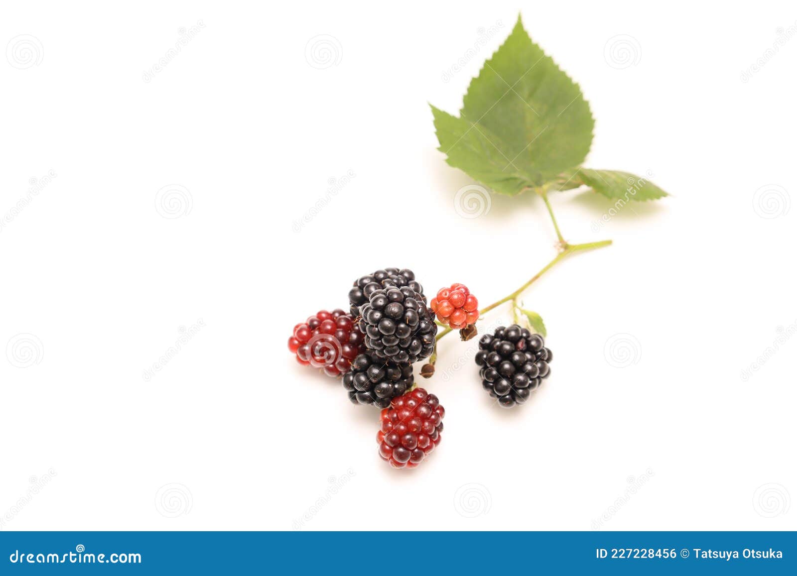 Blackberries Isolated in the Basket on a White Background Stock Photo ...
