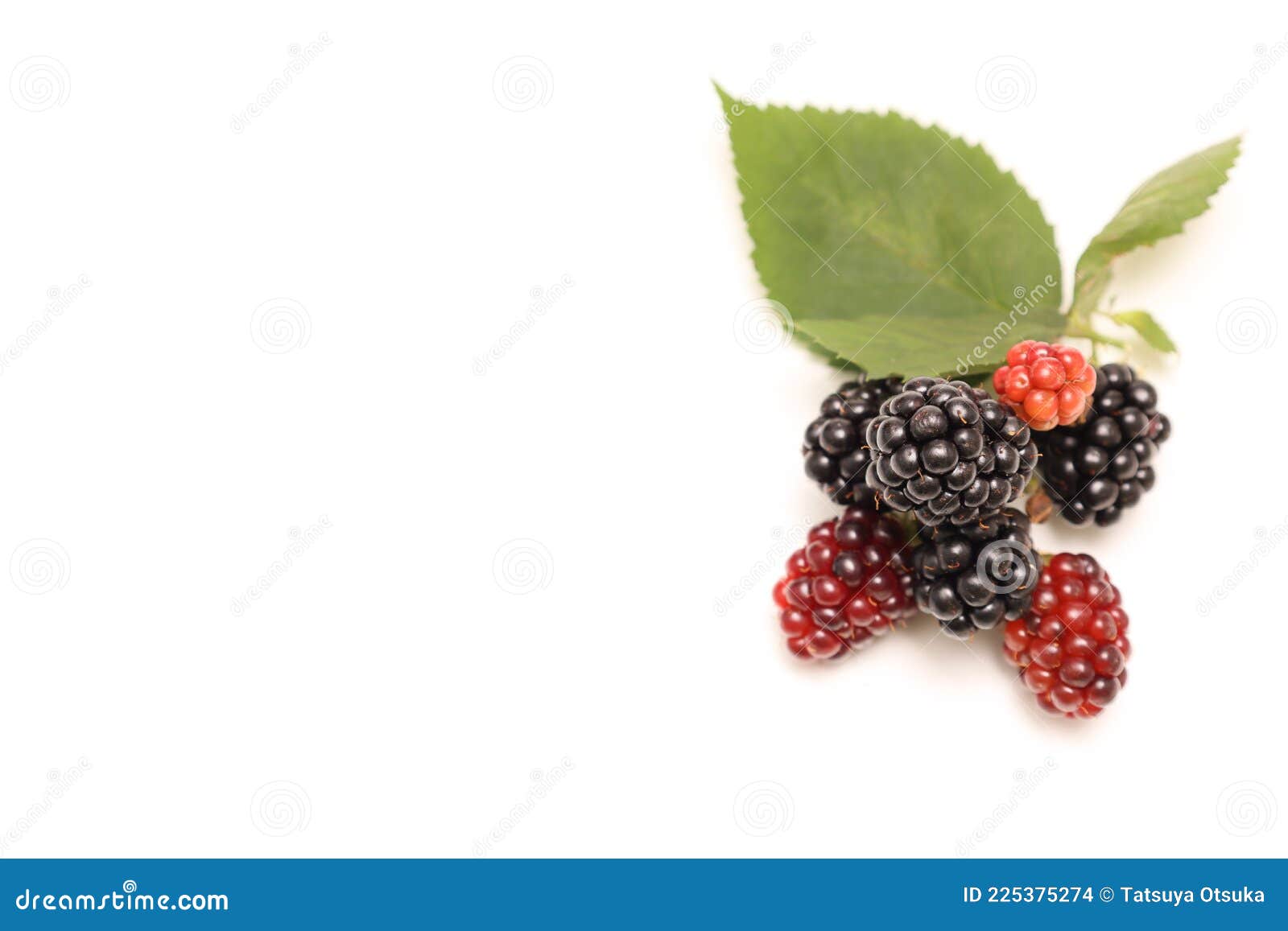 Blackberries Isolated on a White Background Stock Photo - Image of ...