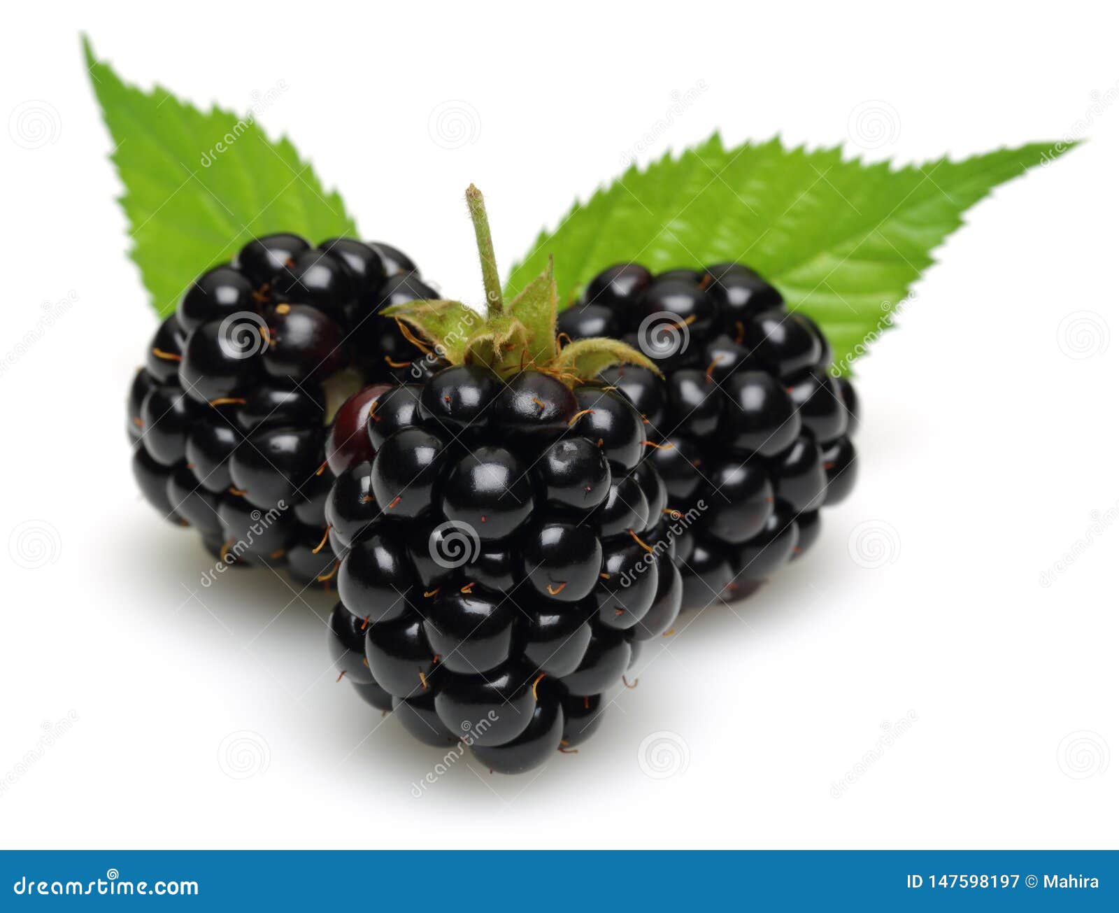 Blackberries with Leaves Isolated on White Stock Image - Image of ...