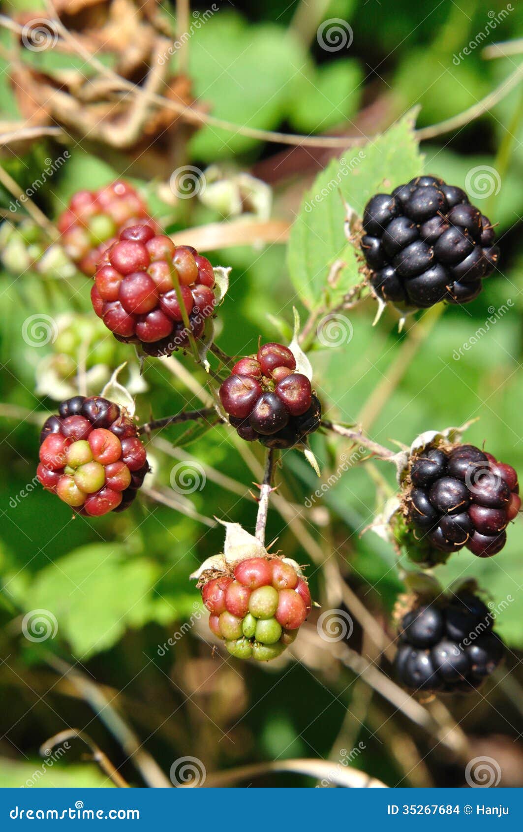 Blackberries stock photo. Image of nature, fruit, mature - 35267684