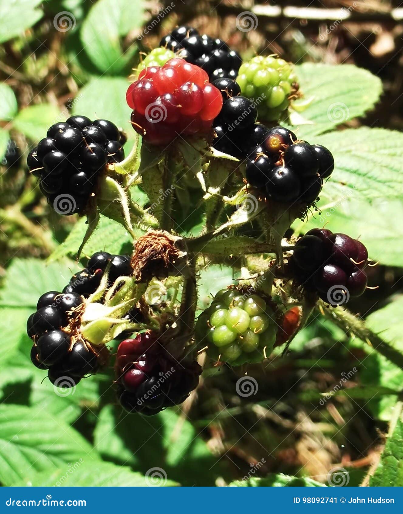 Blackberries ripening stock image. Image of fruit, harvest - 98092741