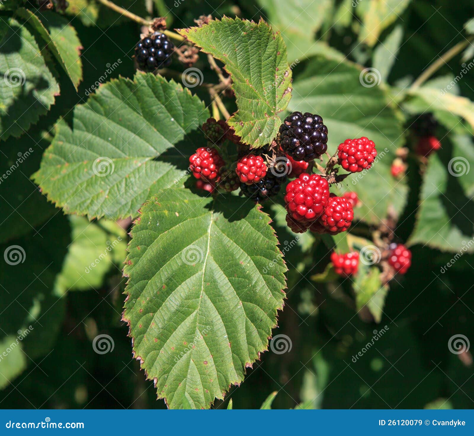 Blackberries Ripening on the Vine Stock Image - Image of blackberries ...
