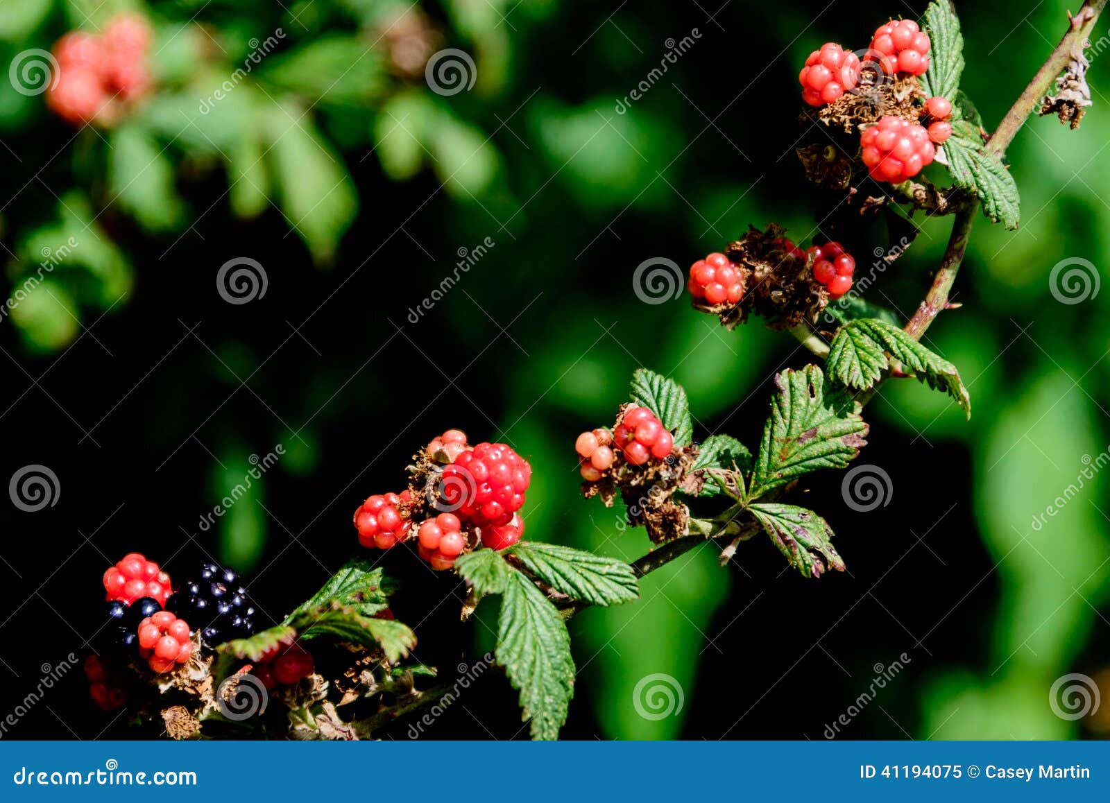 Blackberries Ripening on the Vine Stock Image - Image of shrub, sorbus ...