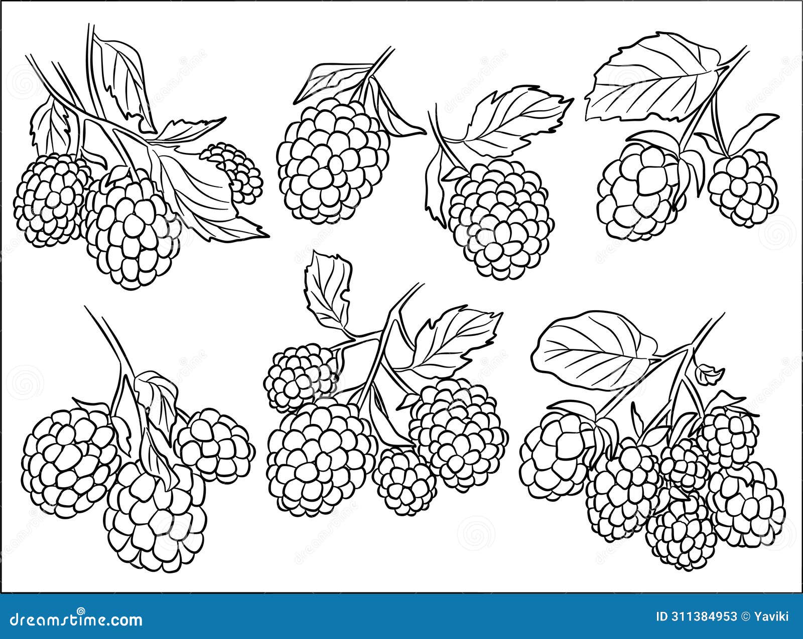 Blackberries Sketch Vector Set Stock Vector - Illustration of drawing ...
