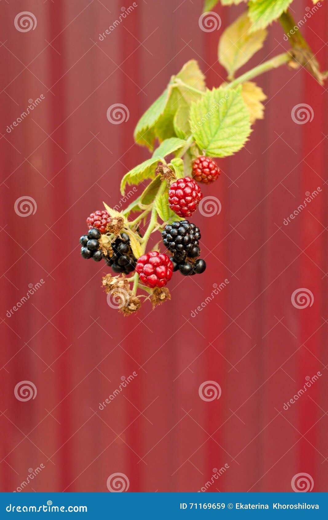 Blackberries on the Vine in Various Stages of Ripeness Stock Image ...