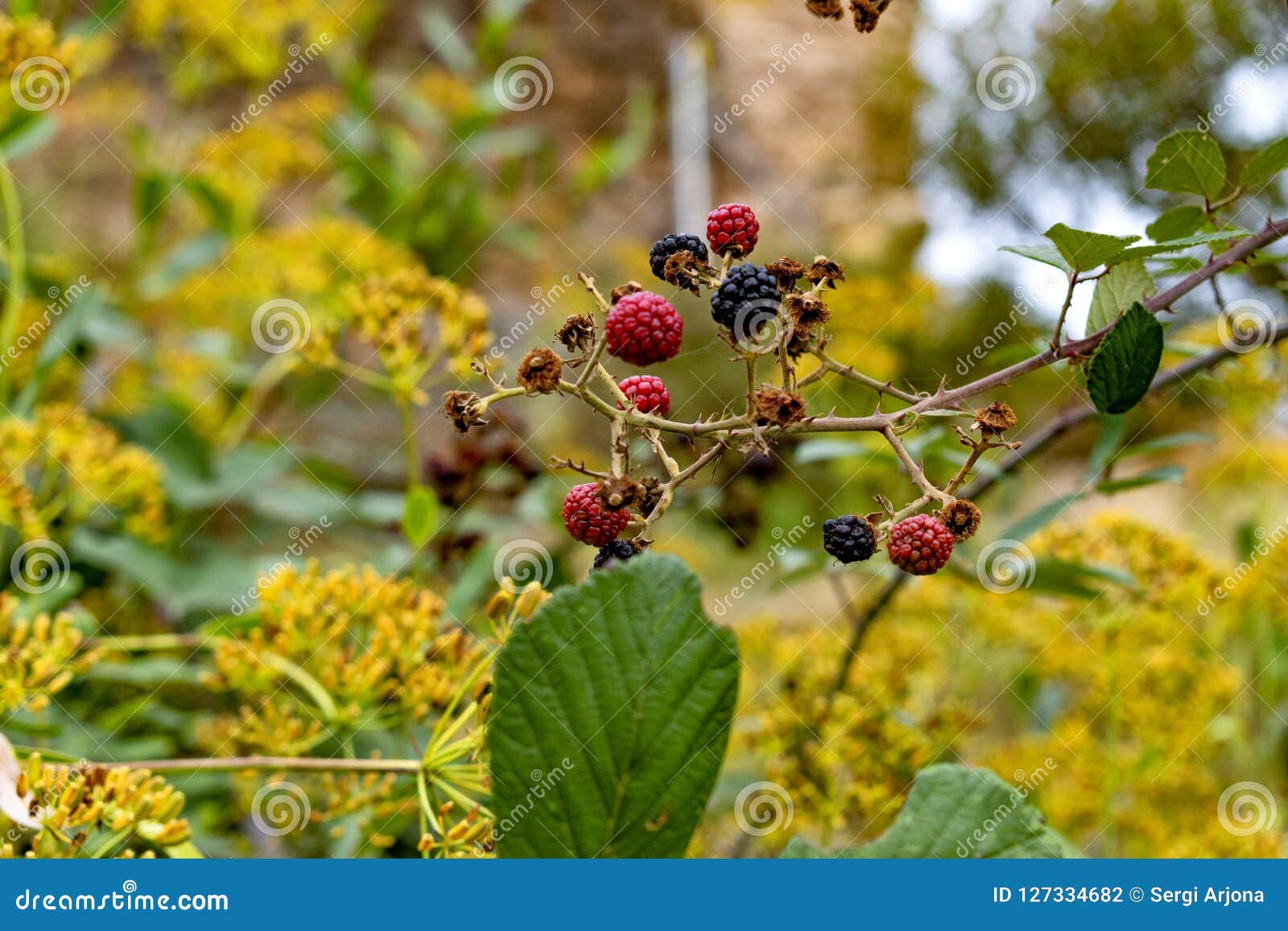 Blackberries of Wild Brambles Located in a Wooded Area. Stock Photo ...