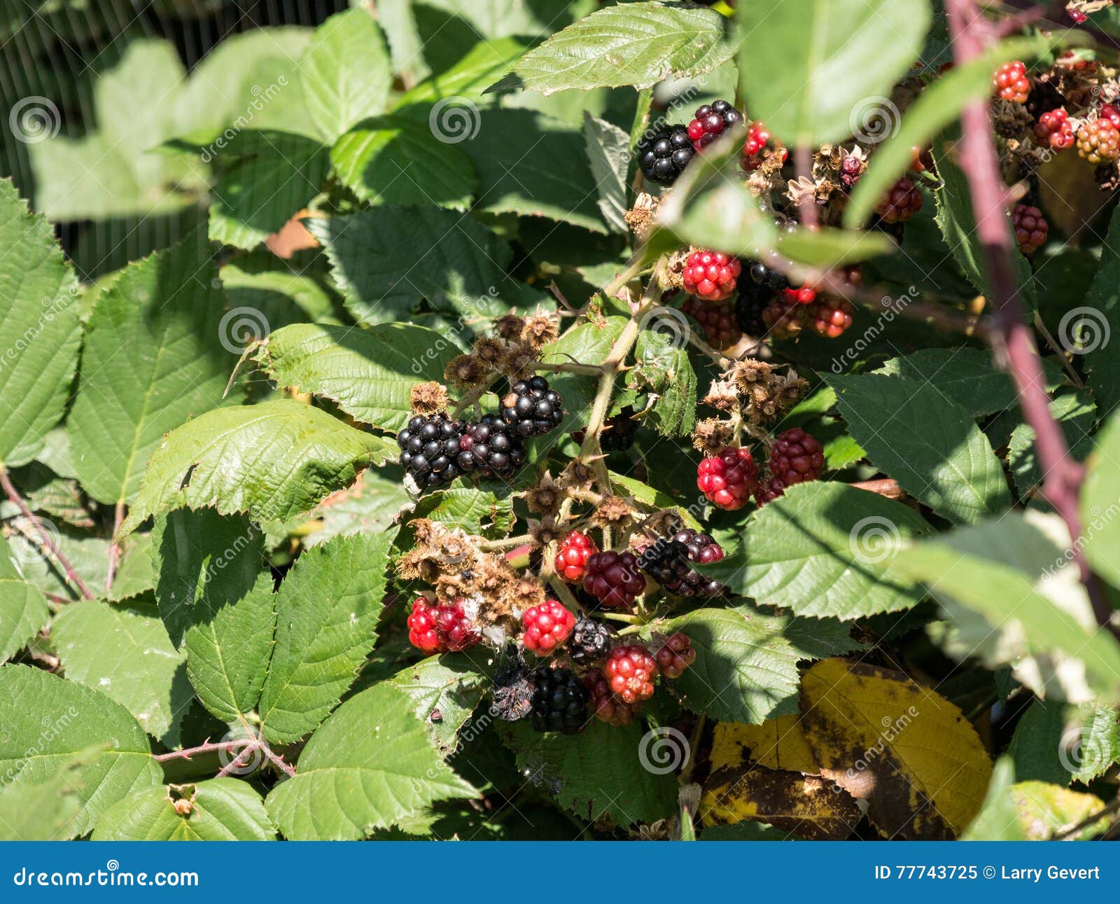 Blackberries in the wild stock image. Image of grow, blackberry - 77743725
