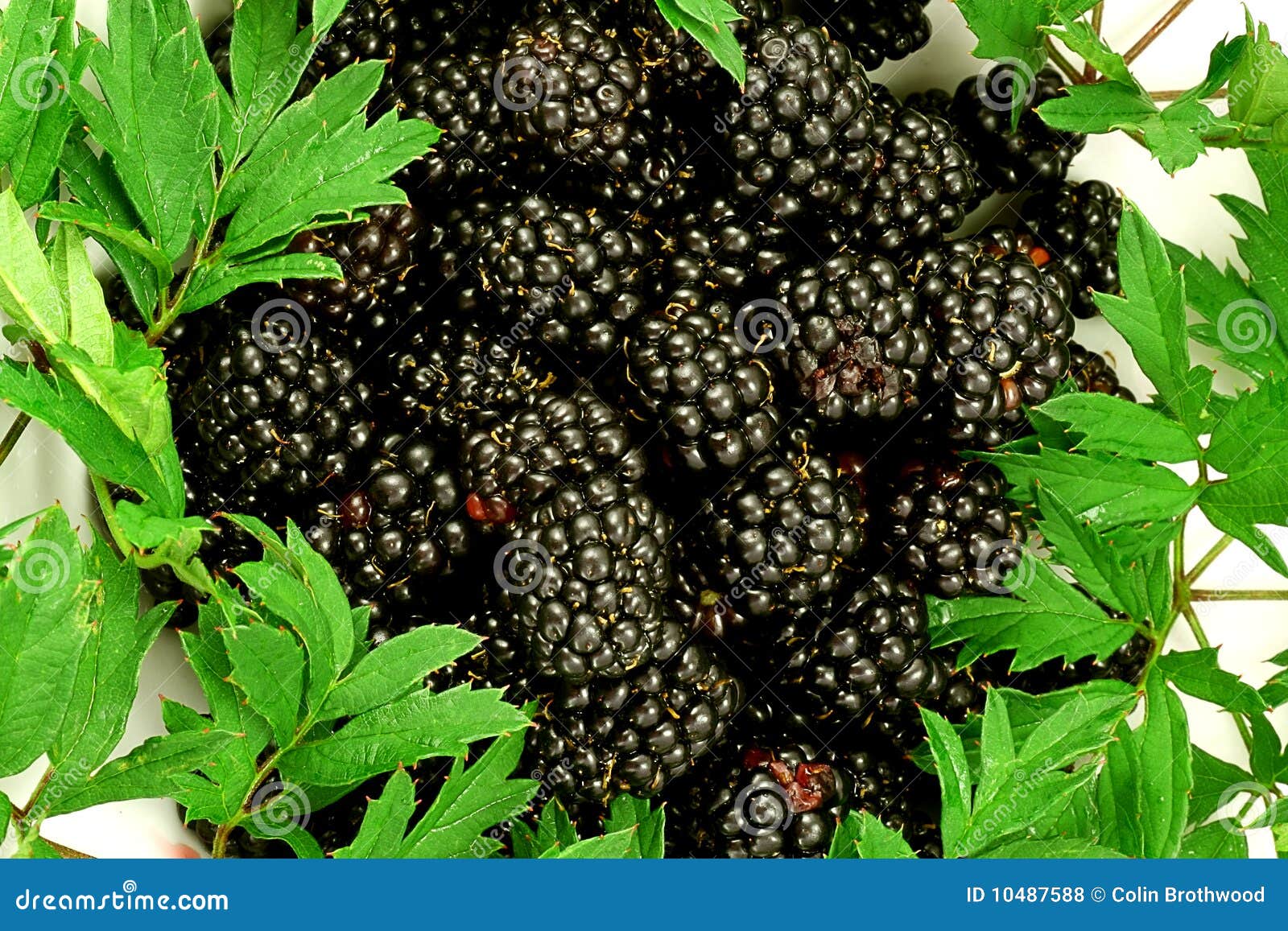Blackberry stock photo. Image of fruit, blackberry, feed - 10487588