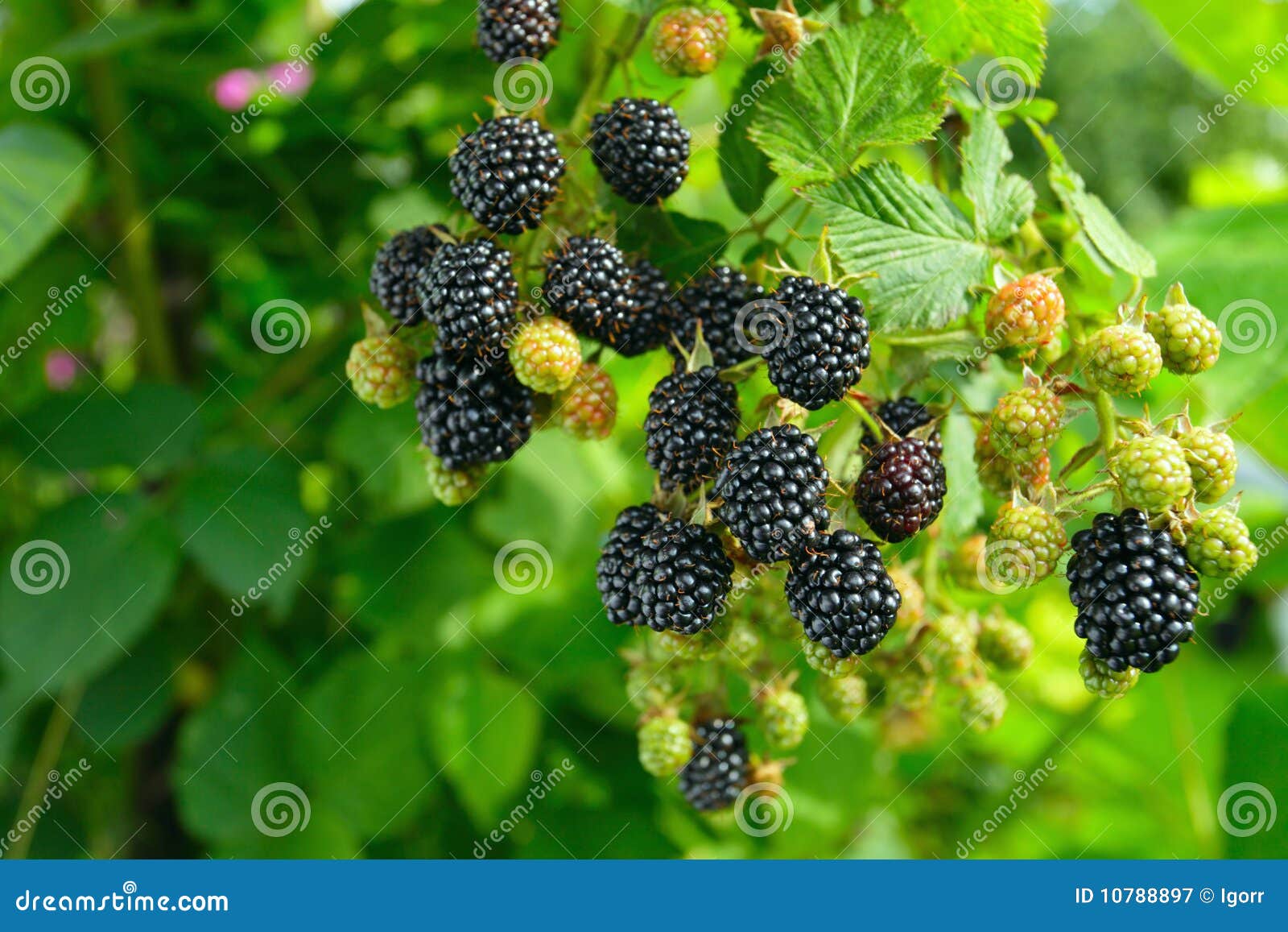 Blackberry stock image. Image of summer, purple, black - 10788897
