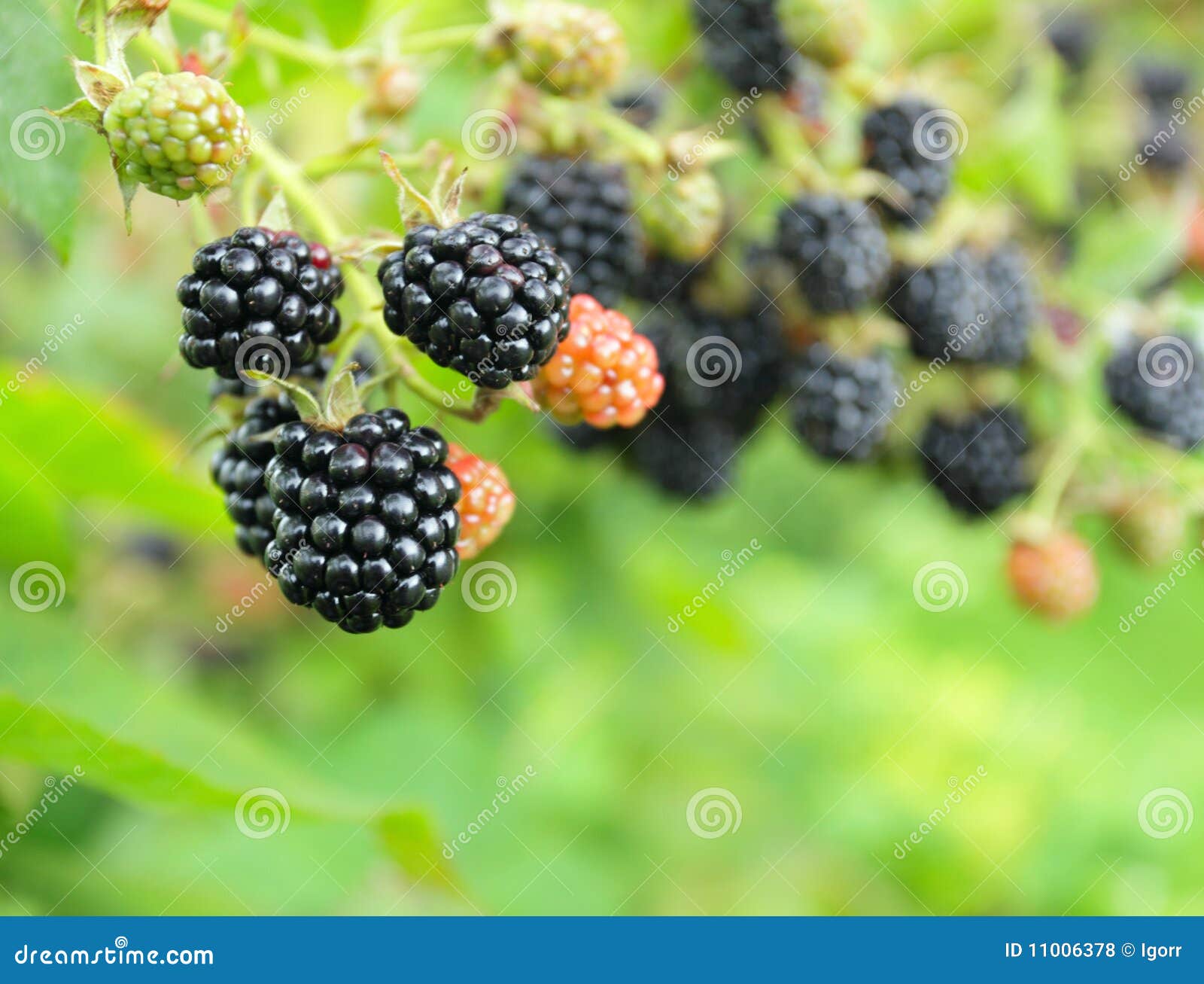 Blackberry stock photo. Image of freshness, ripe, fruit - 11006378