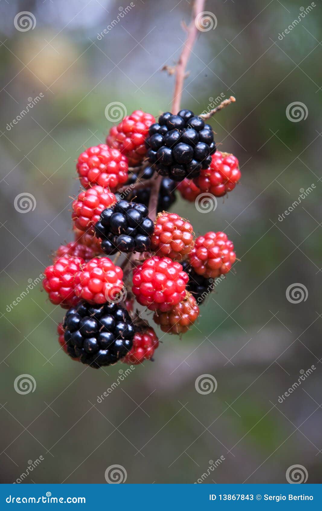 Blackberry stock image. Image of fresh, ripe, sugary - 13867843