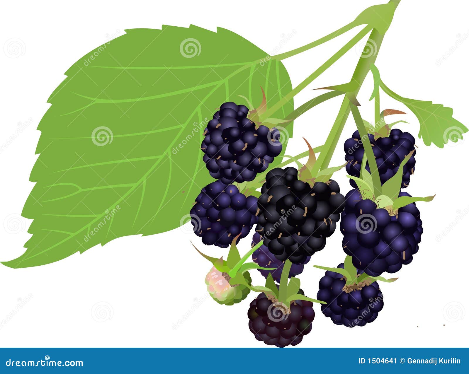 Blackberry stock vector. Illustration of garden, medicine - 1504641