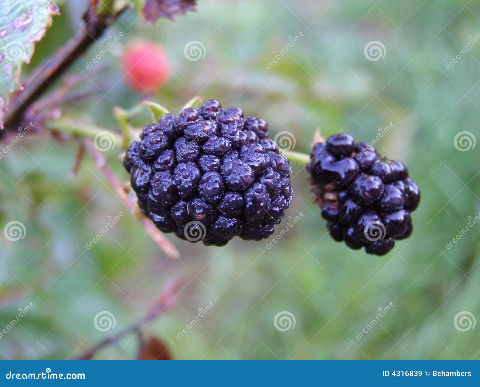 Blackberry stock image. Image of blackberries, blackberry - 4316839