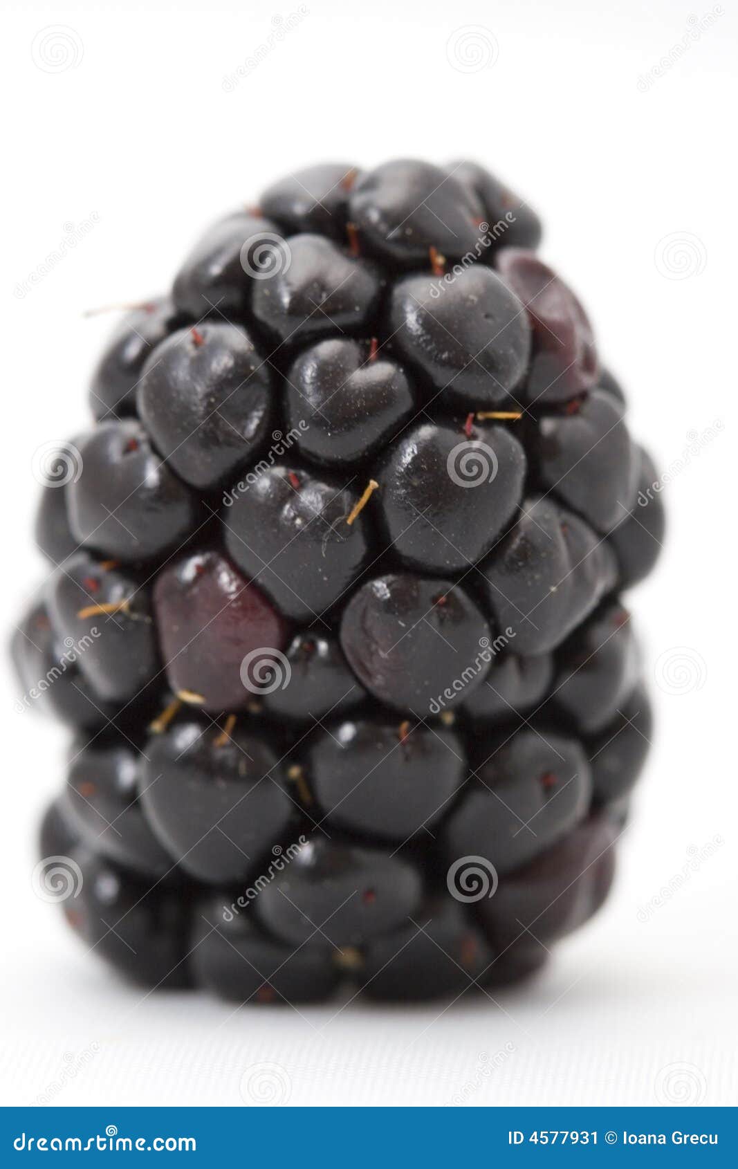 A Blackberry stock image. Image of violet, fruit, healthy - 4577931