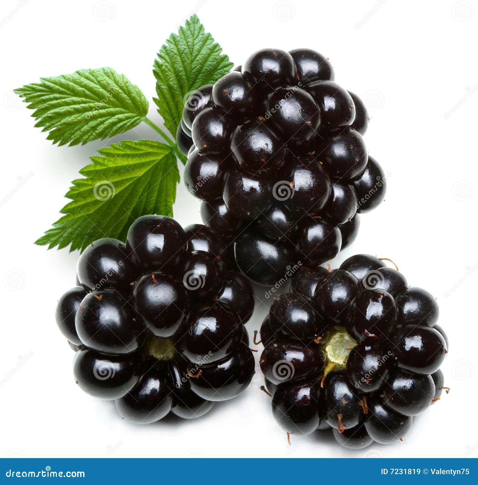 Blackberry stock image. Image of black, fragrance, food - 7231819