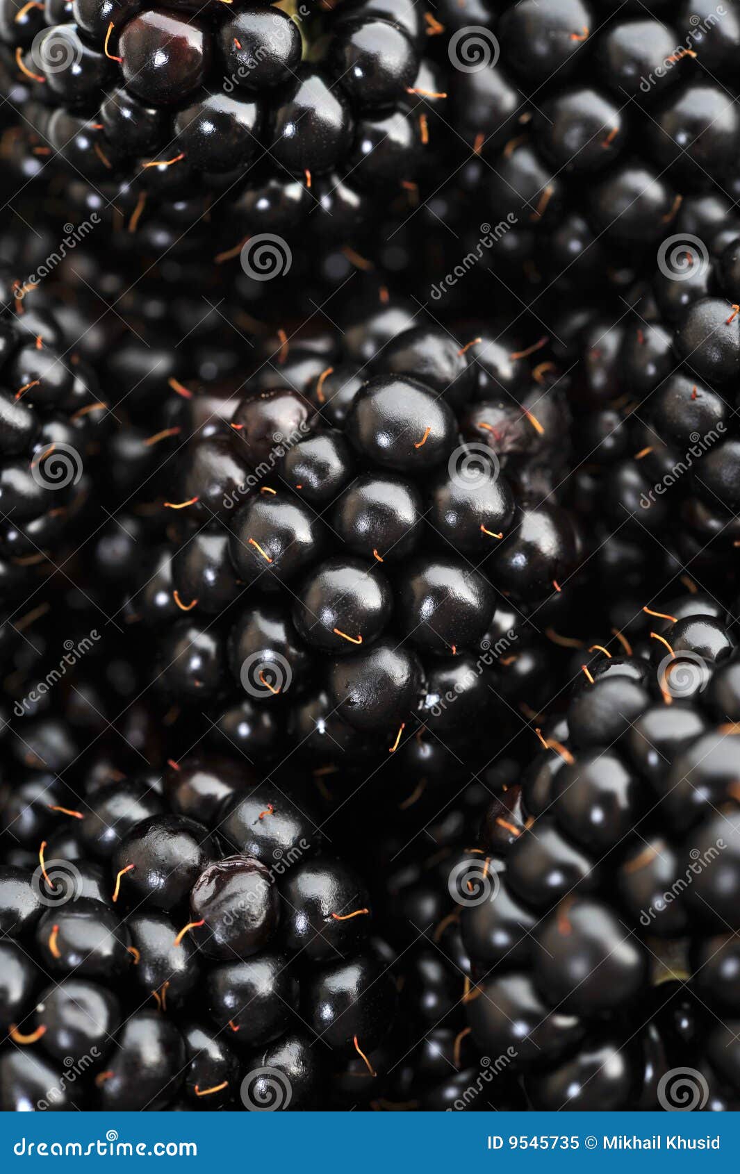 Blackberry stock image. Image of berry, ripe, sweet, gourmet - 9545735