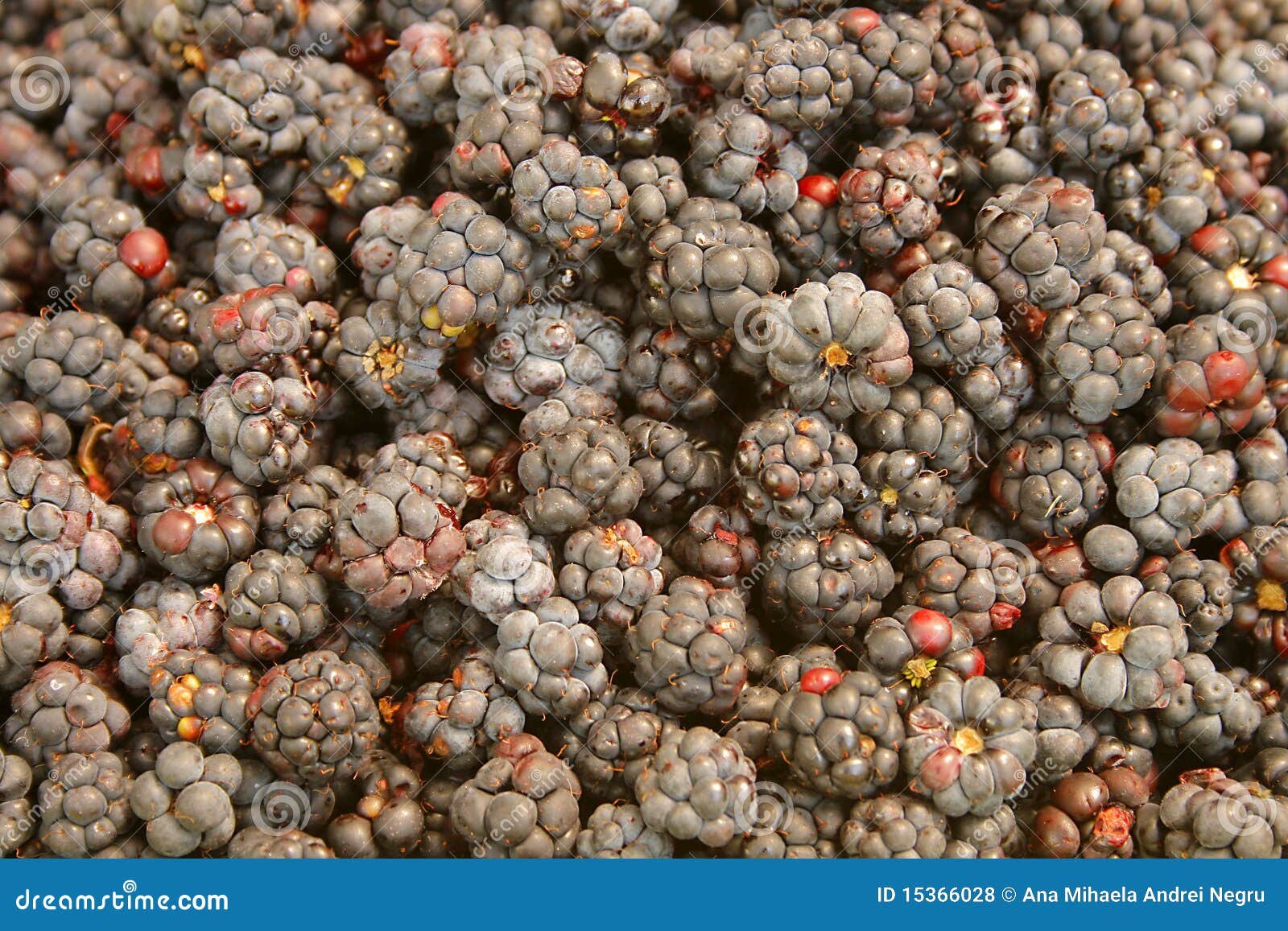 Blackberry background stock photo. Image of good, delicious - 15366028