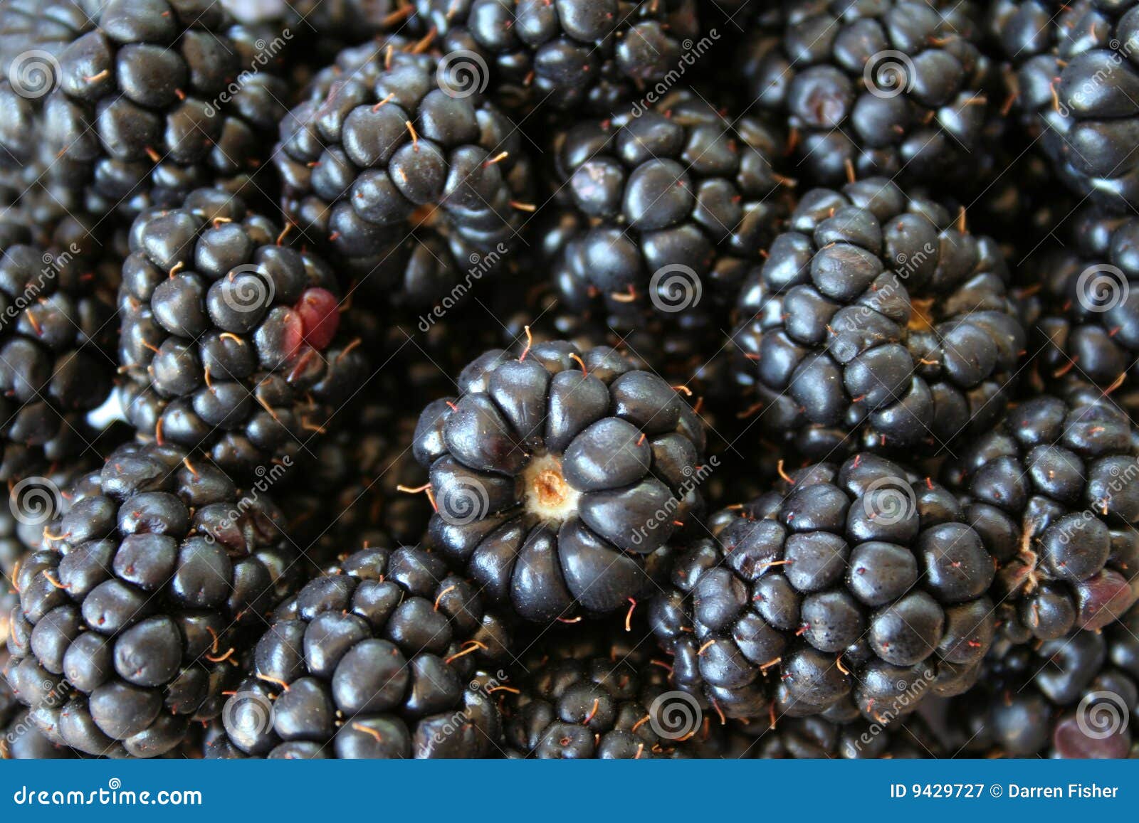 Blackberry Background stock image. Image of small, healthy - 9429727