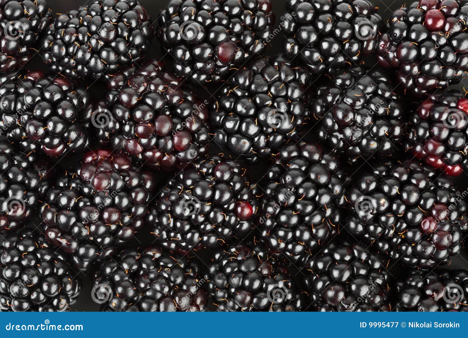 Blackberry background stock image. Image of backgrounds - 9995477