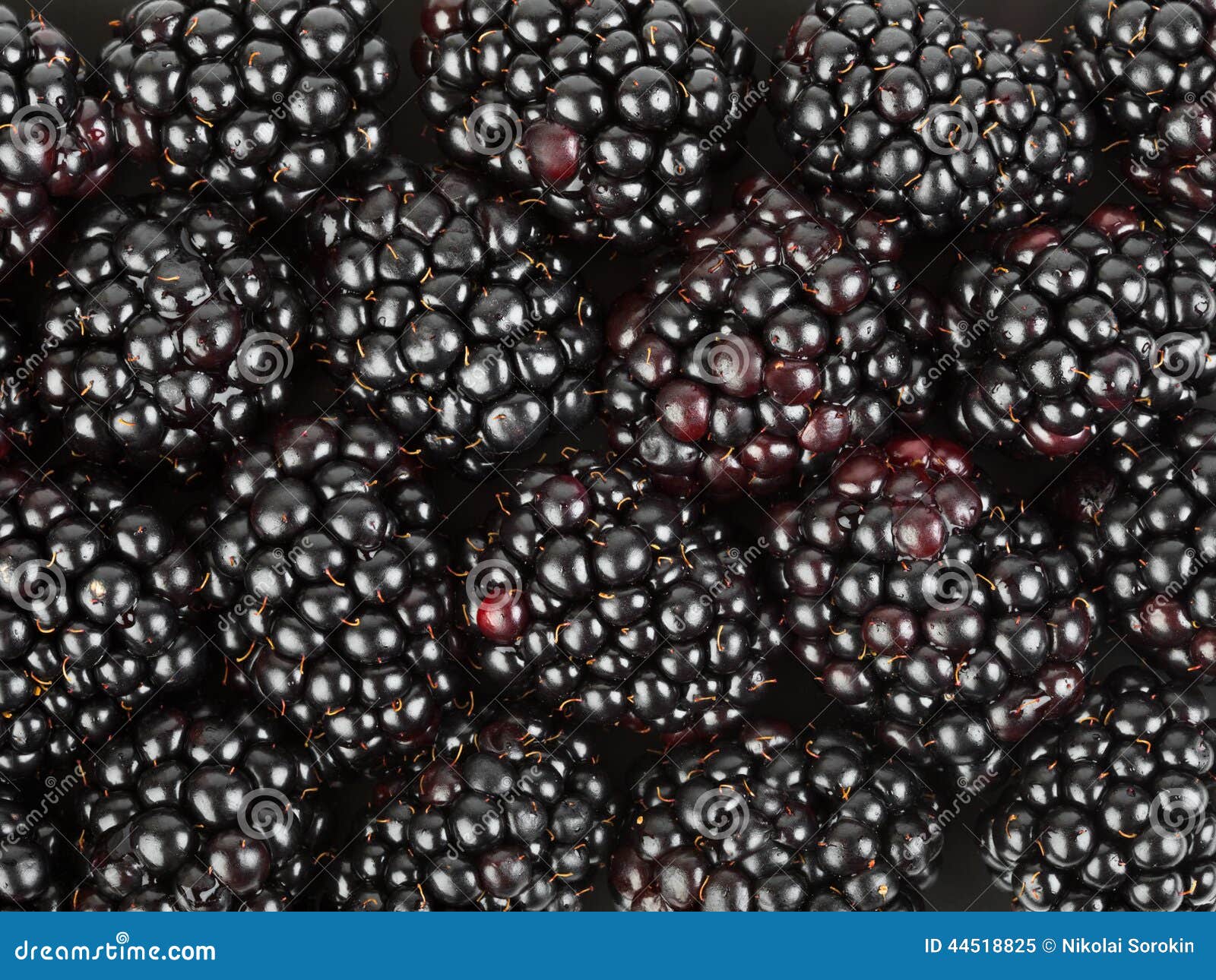 Blackberry background stock image. Image of horizontal - 44518825