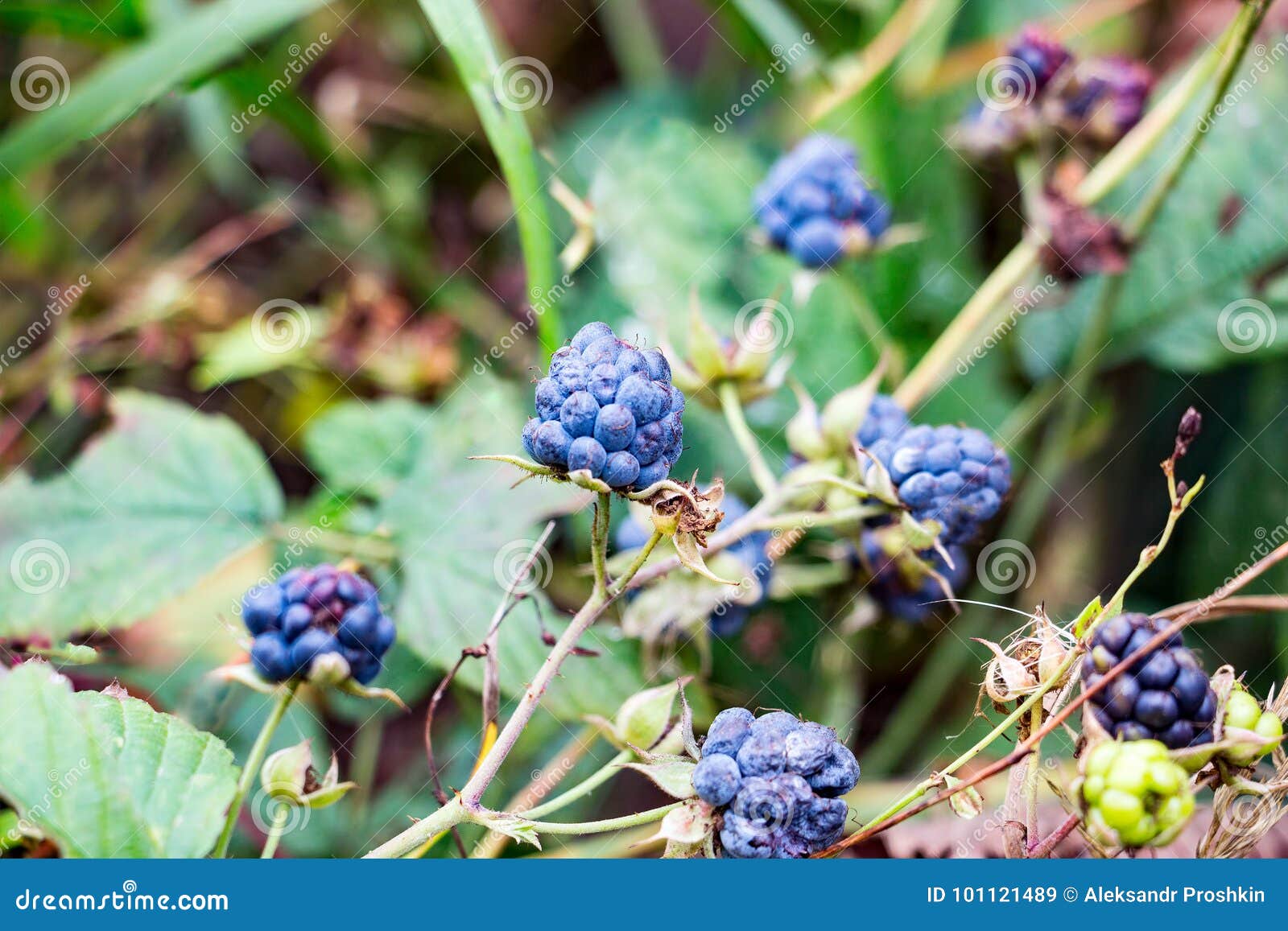 Blackberry Berries in the Forest Stock Image - Image of branch, food ...