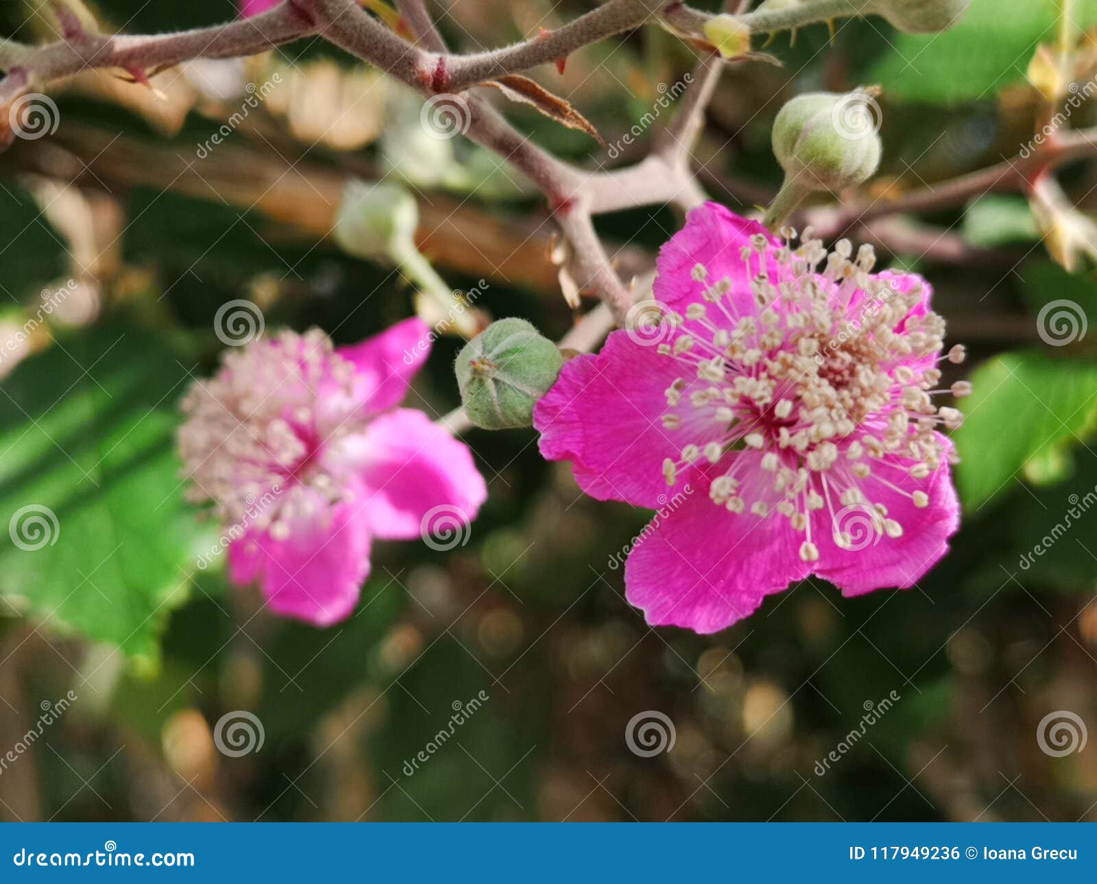Blackberry-Blume, Morus Nigra Stockfoto - Bild von empfindlich, betrieb ...