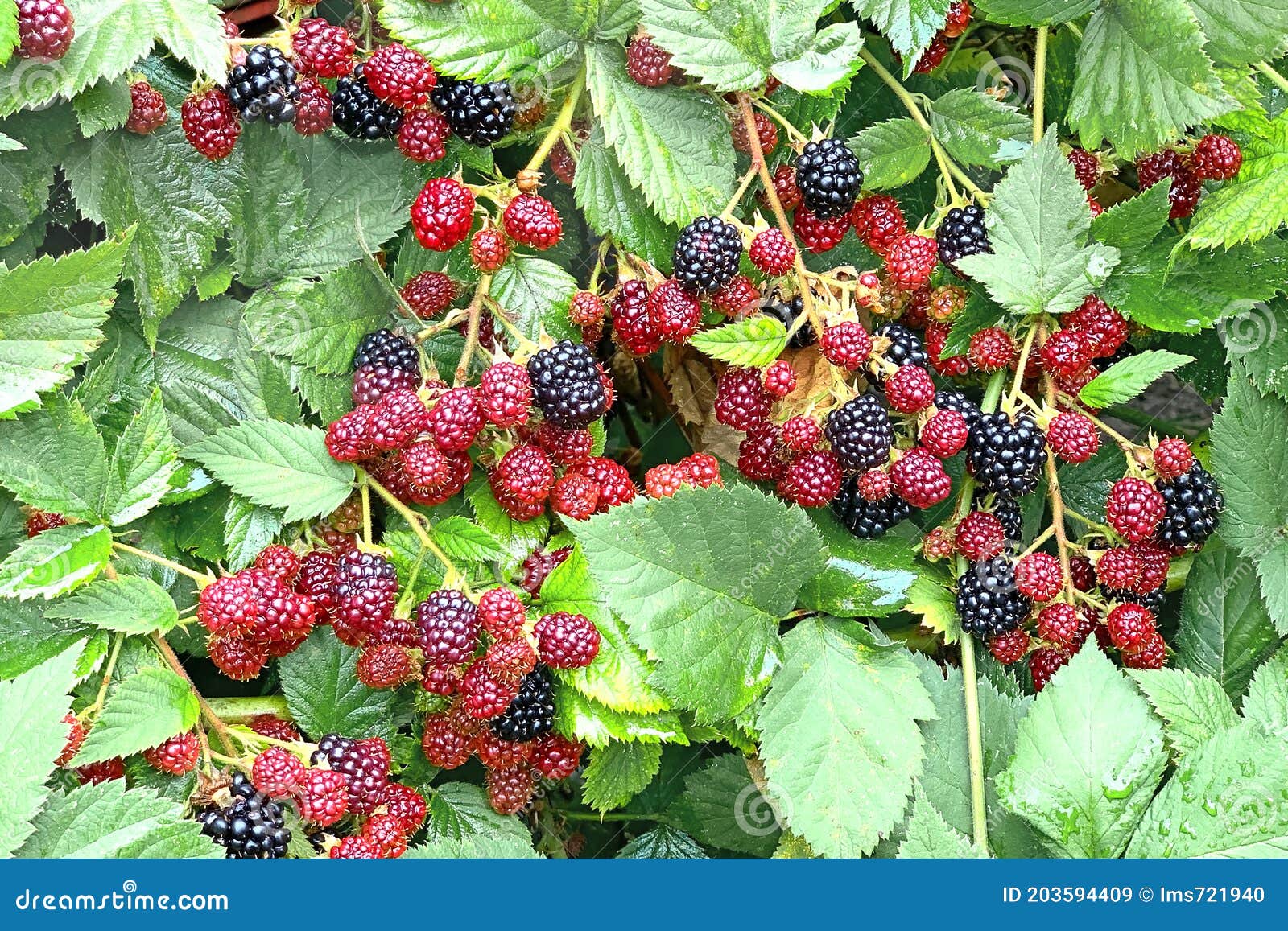 Blackberry Branches on a Bush after Rain Stock Image - Image of branch ...