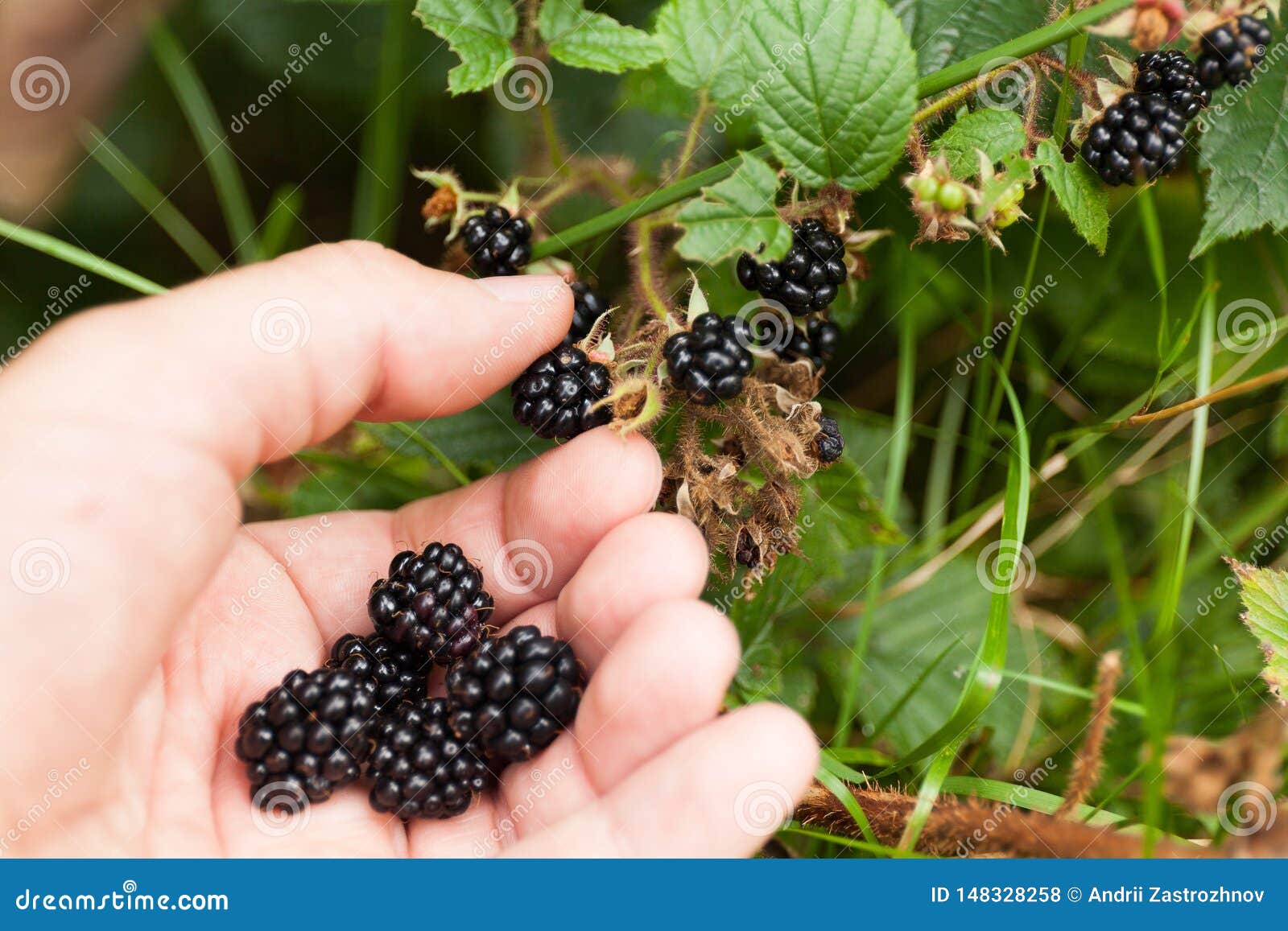 Blackberry Bush Plant, Wild Berry in Forest Stock Photo - Image of ...