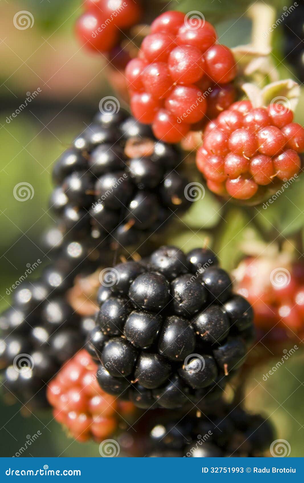 Blackberry (Rubus Fruticosus) Stock Image - Image of vitamin, color ...