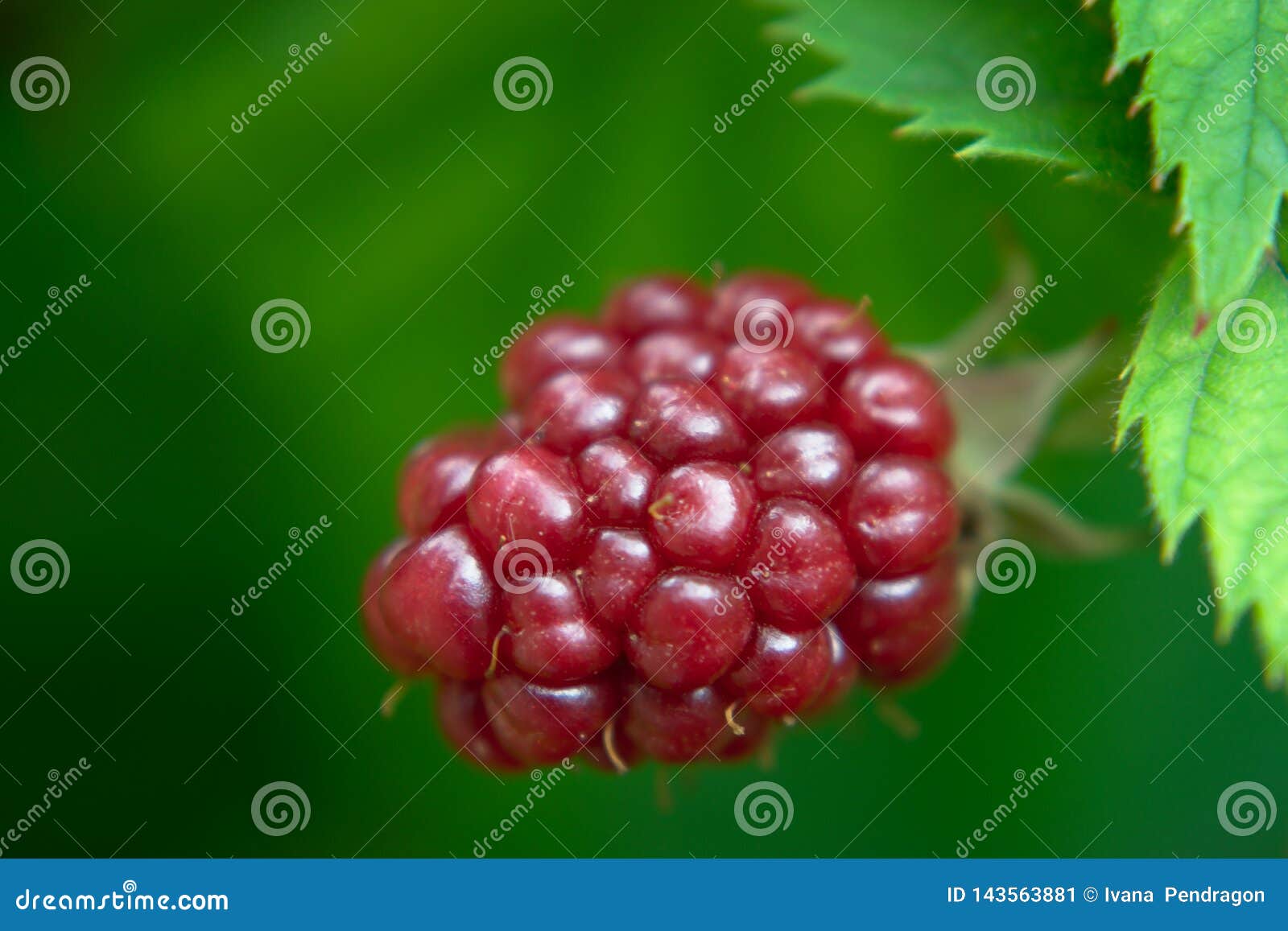 Blackberry stock image. Image of organic, fruit, closeup - 143563881