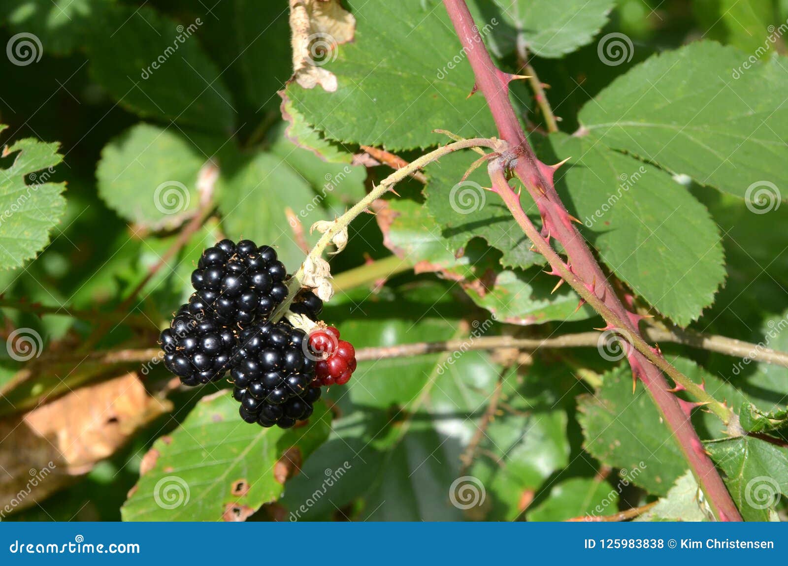 Blackberry cluster stock photo. Image of leaf, outdoors - 125983838