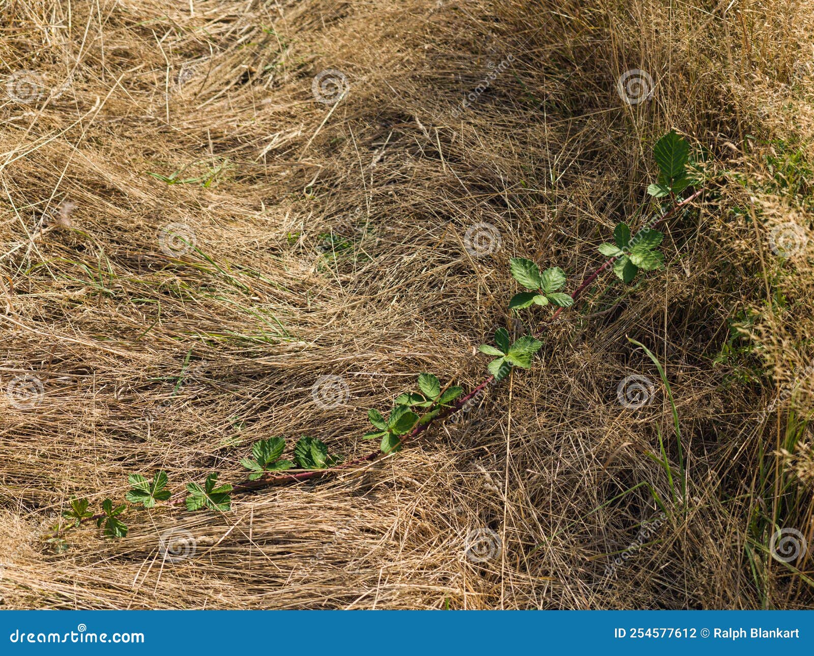 Blackberry Creeping on the Ground of a Dry Meadow. Stock Photo - Image ...