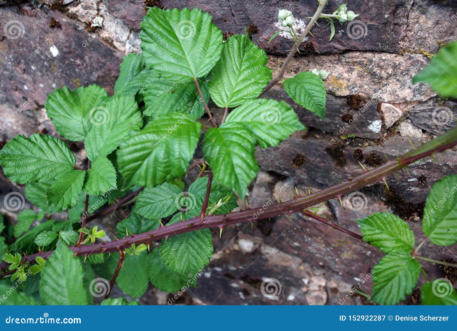 Blackberry Creeping Plant Along the Wall Stock Image - Image of thorns ...