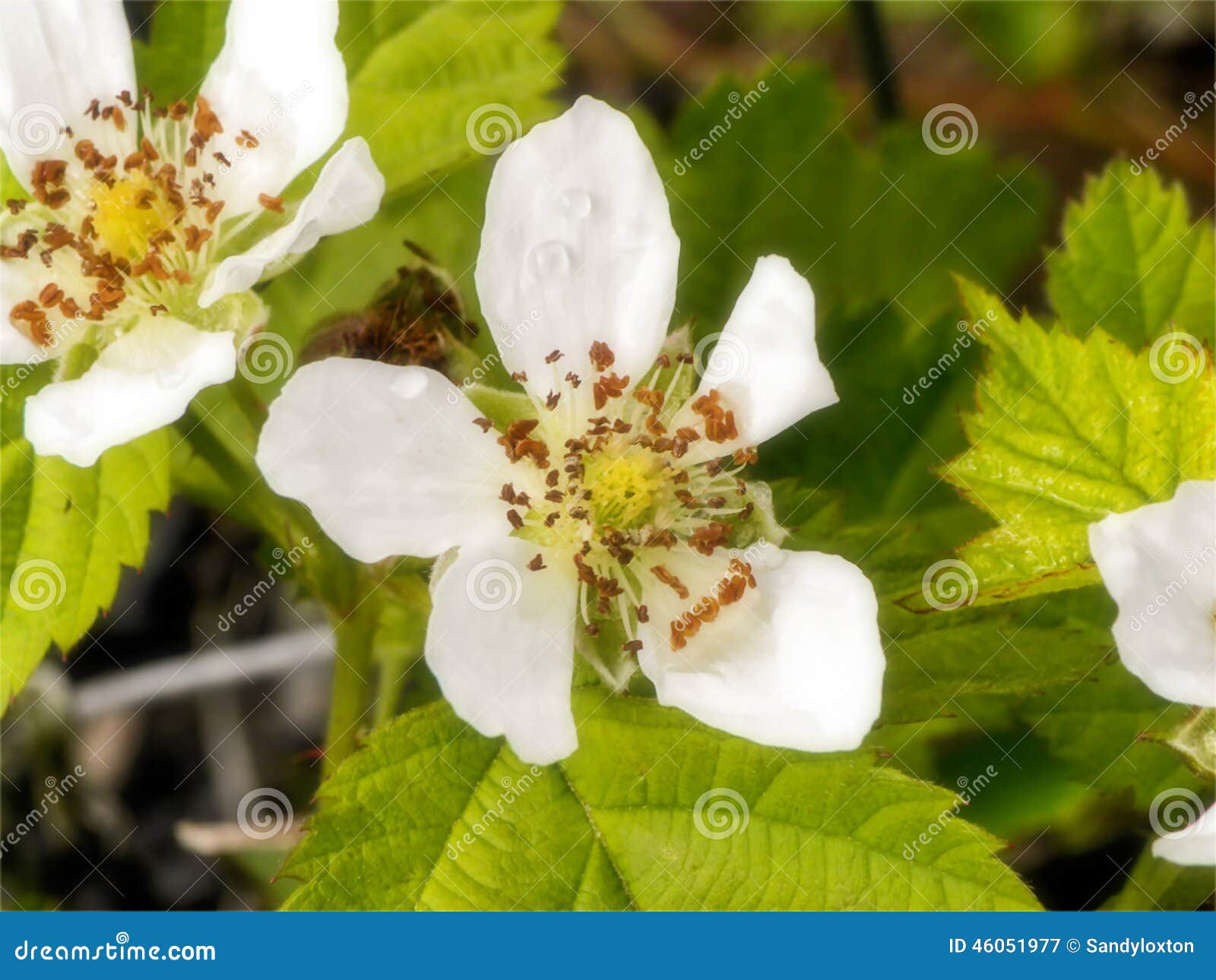 Blackberry Flowers with Raindrops Stock Image - Image of africa ...