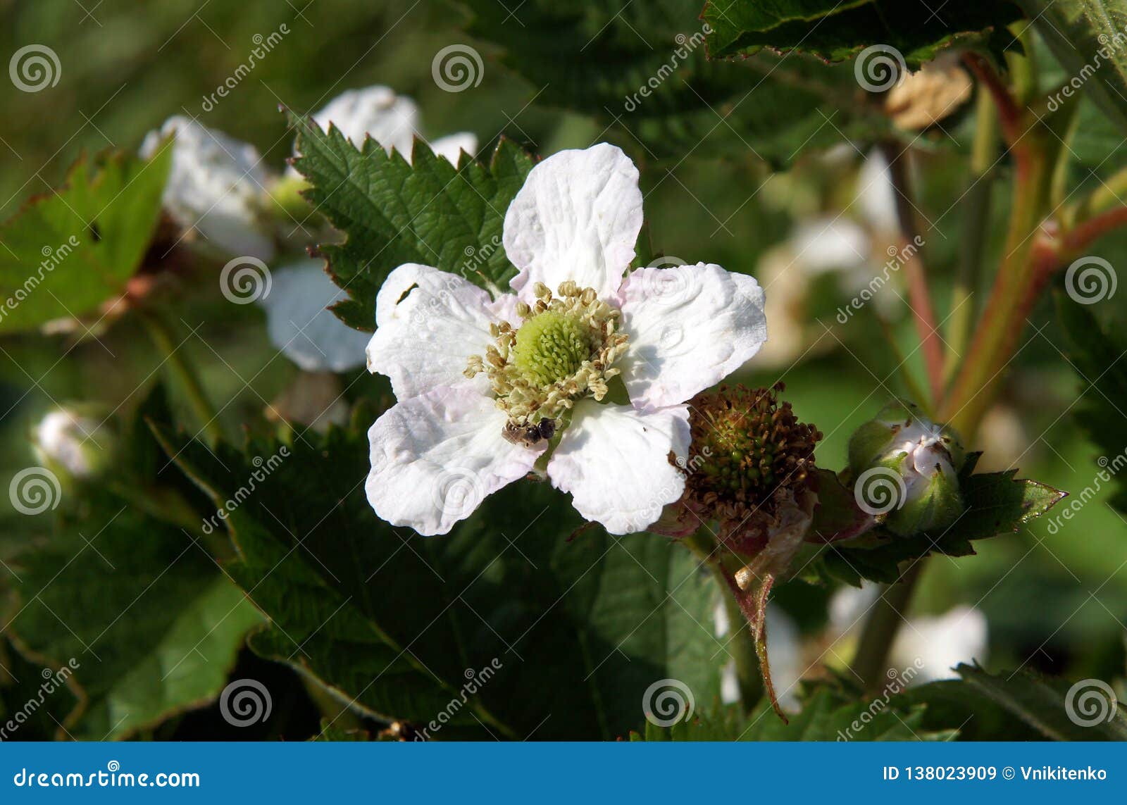 Blackberry Flowers in Spring Stock Image - Image of purity, roseleaf ...