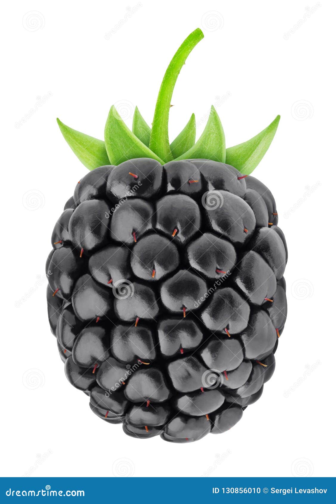 Blackberry with Fruit Stem Isolated on a White. Stock Photo - Image of ...