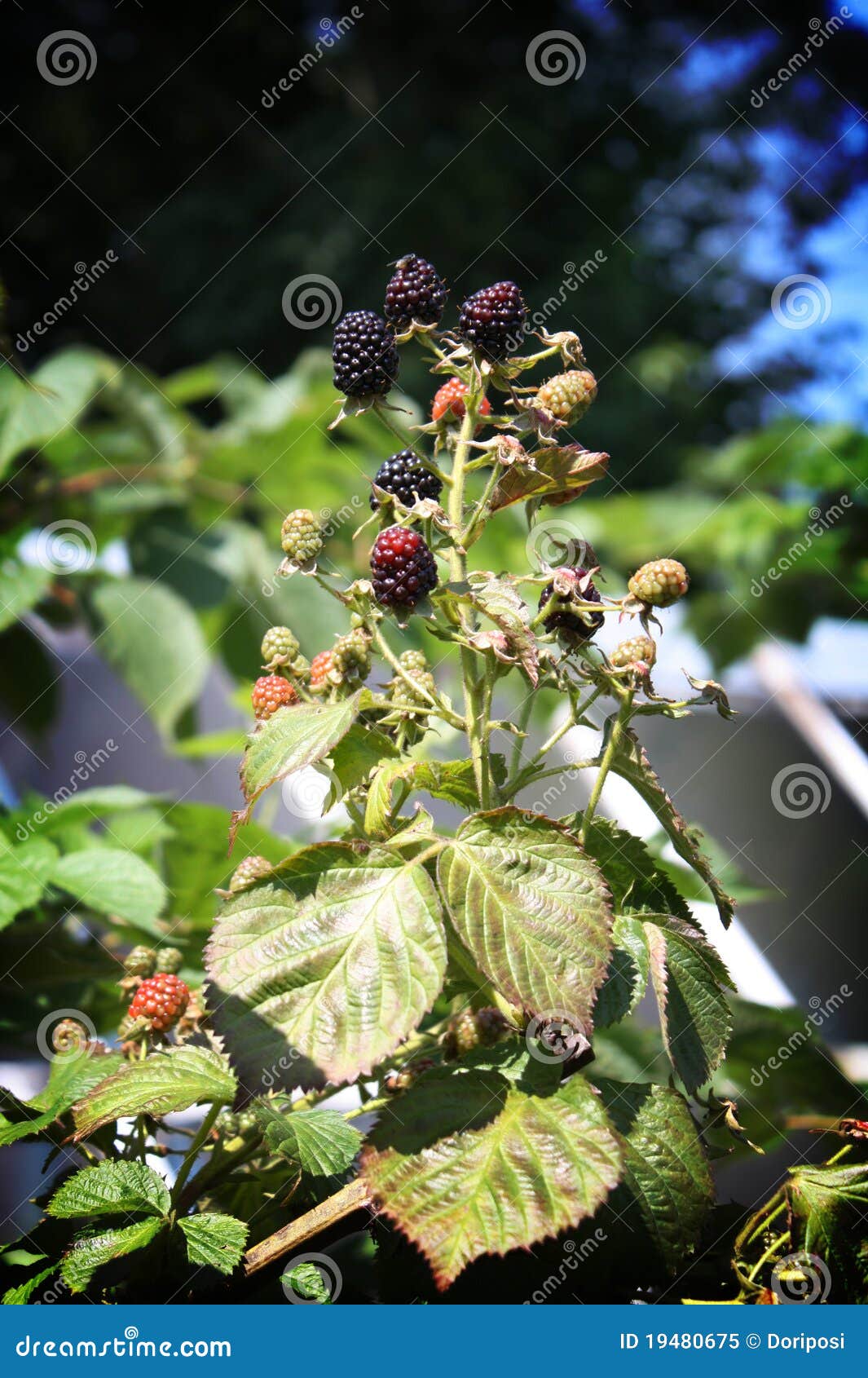 Blackberry in the garden stock image. Image of crop, outdoors - 19480675