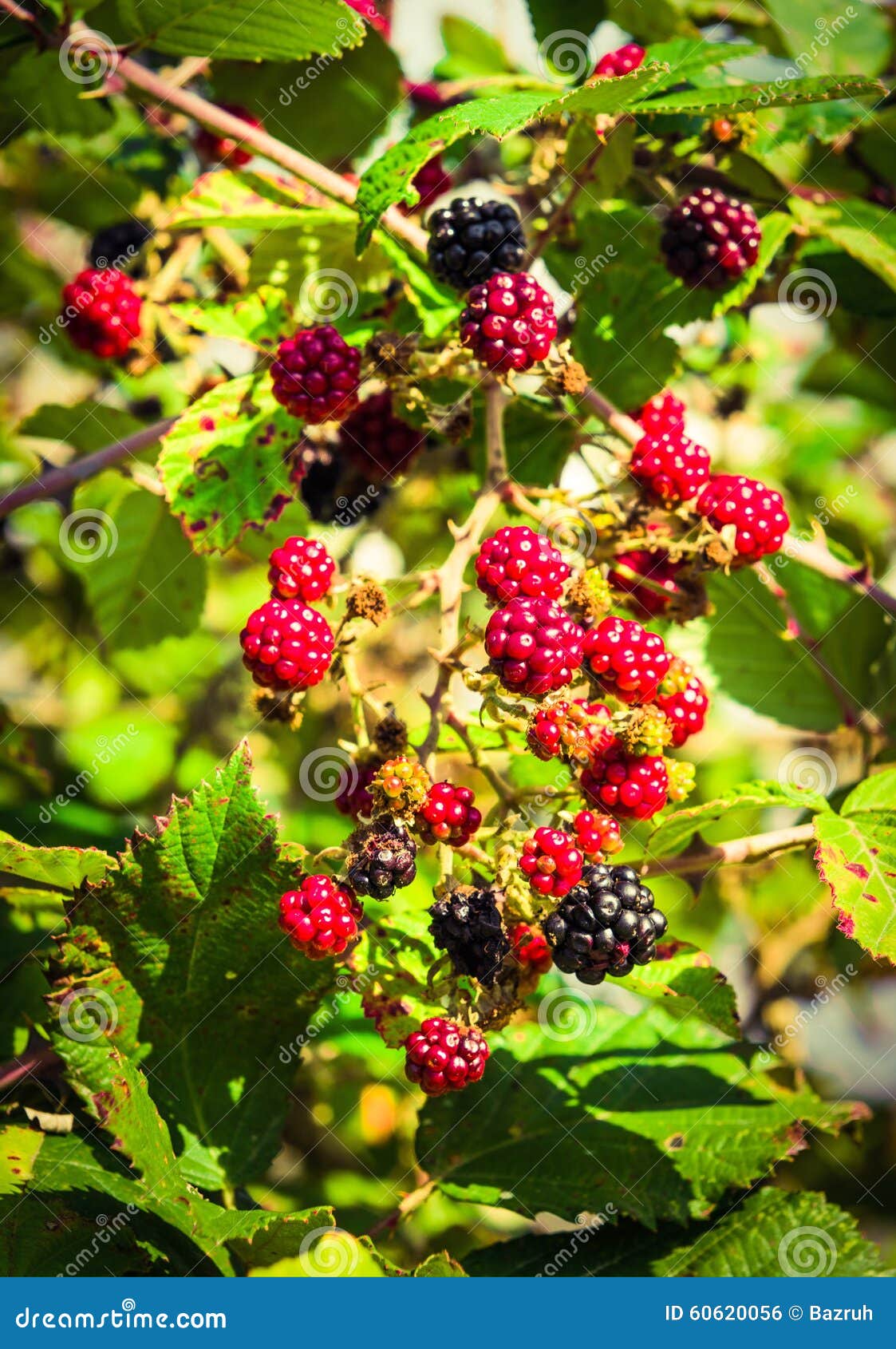 Blackberry stock photo. Image of branch, sweet, blackberry - 60620056