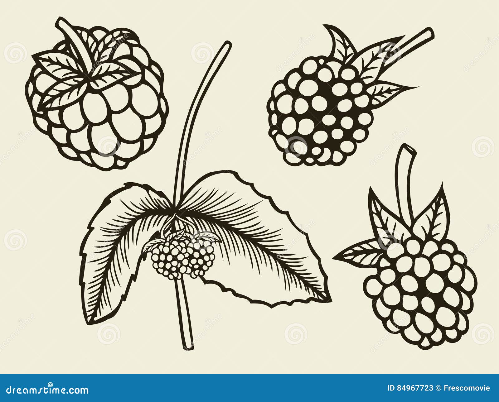 Blackberry Hand Drawn Sketch. Stock Vector - Illustration of object ...