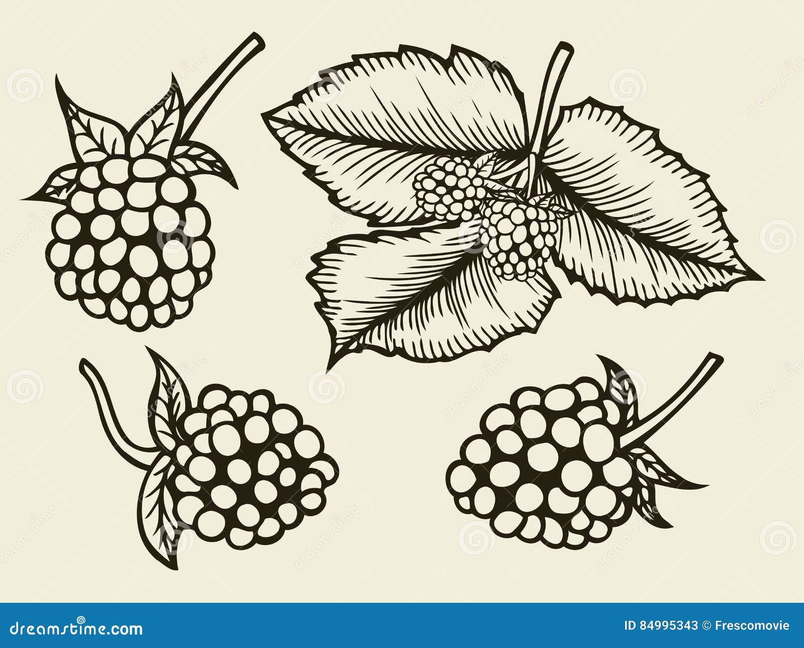 Blackberry Hand Drawn Sketch. Stock Vector - Illustration of fresh ...