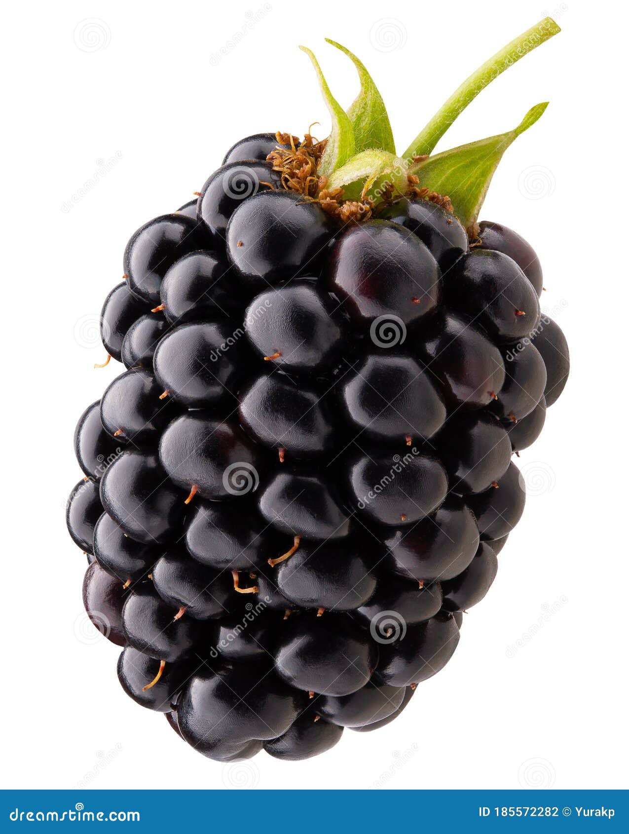 Blackberry Isolated on a White Background Stock Photo - Image of ...