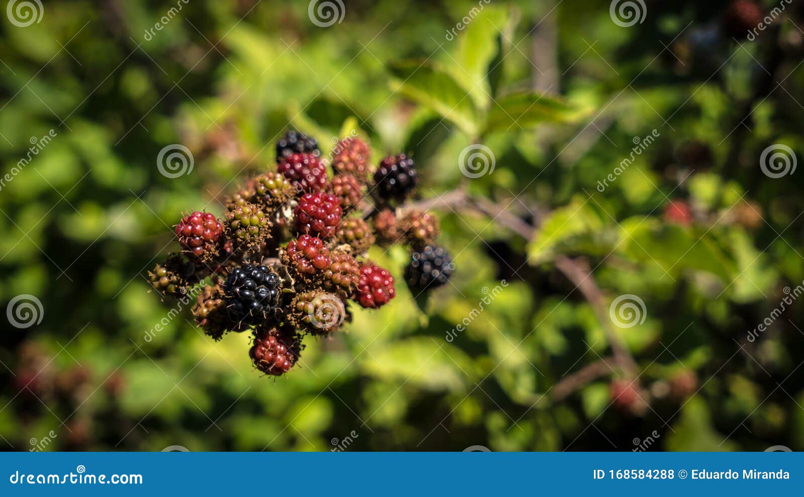Blackberry in Its Different Degrees of Maturation Stock Photo - Image ...