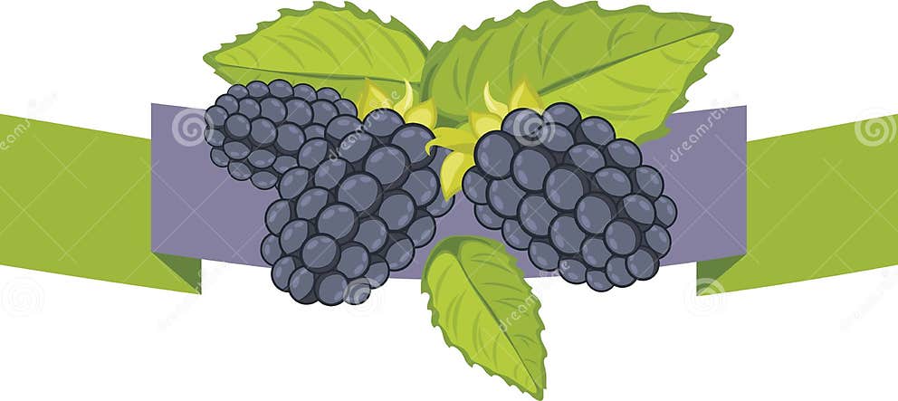 Blackberry. Label for Design Stock Vector - Illustration of green ...