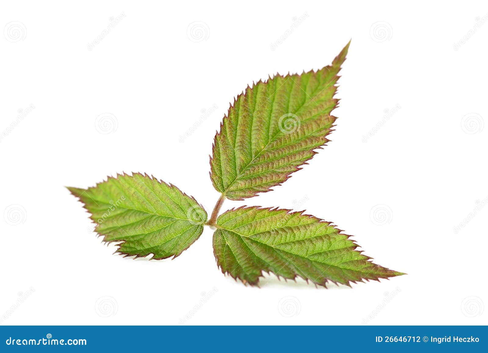 Blackberry leaf stock photo. Image of horizontal, freshness - 26646712