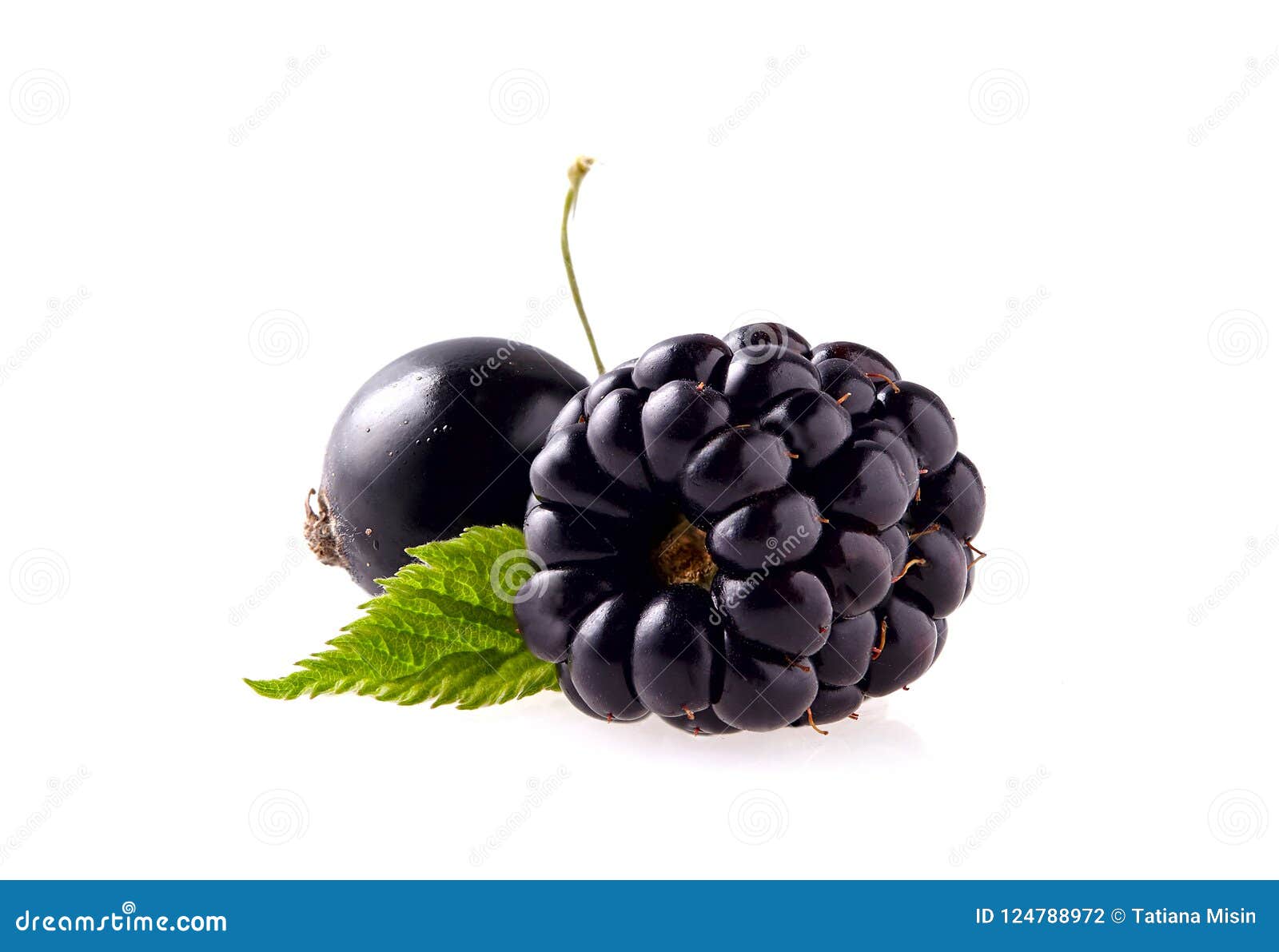Blackberry with Leaf and Black Currant on White Background Stock Photo ...