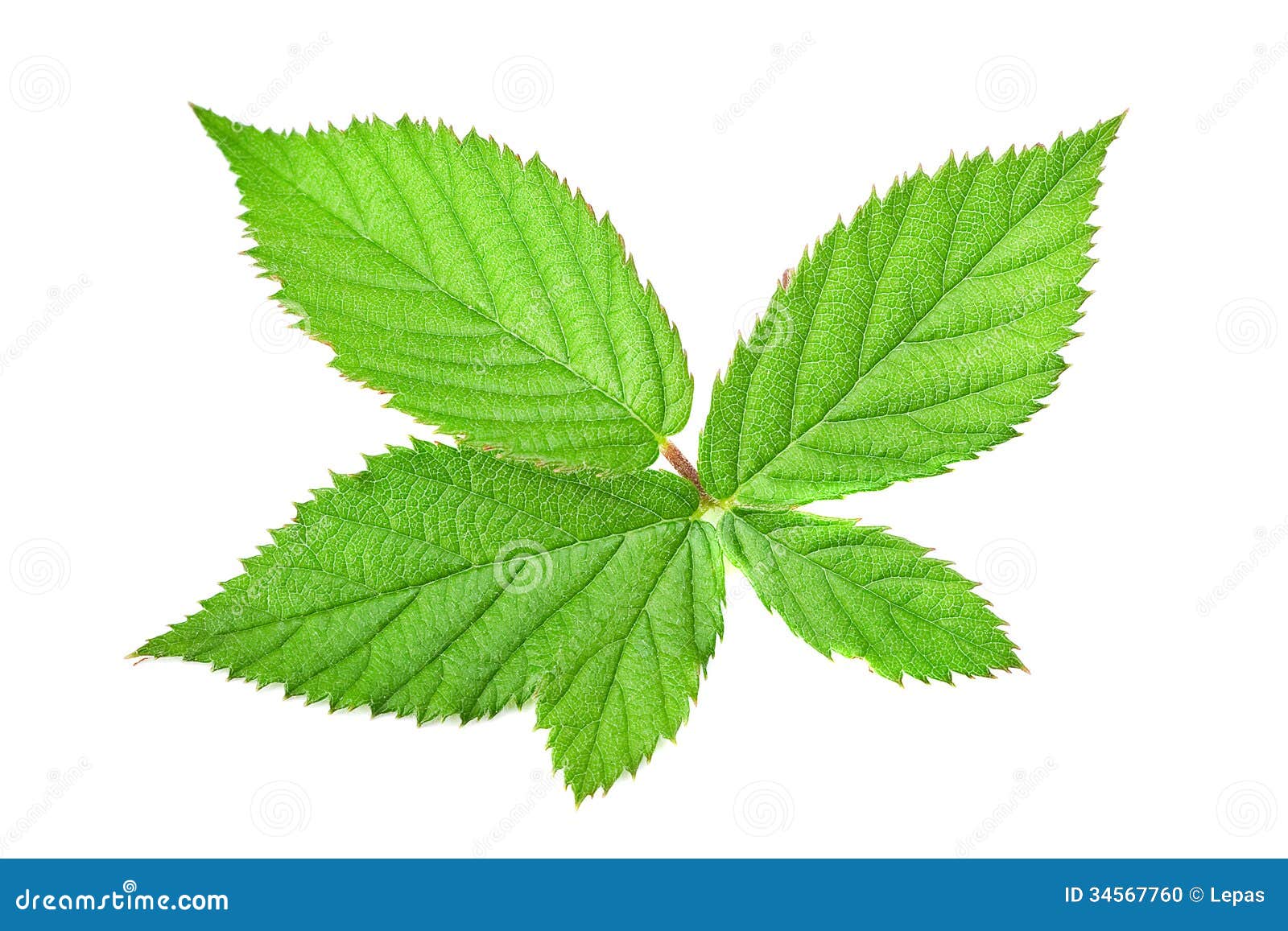 Blackberry leaf stock photo. Image of freshness, macro - 34567760