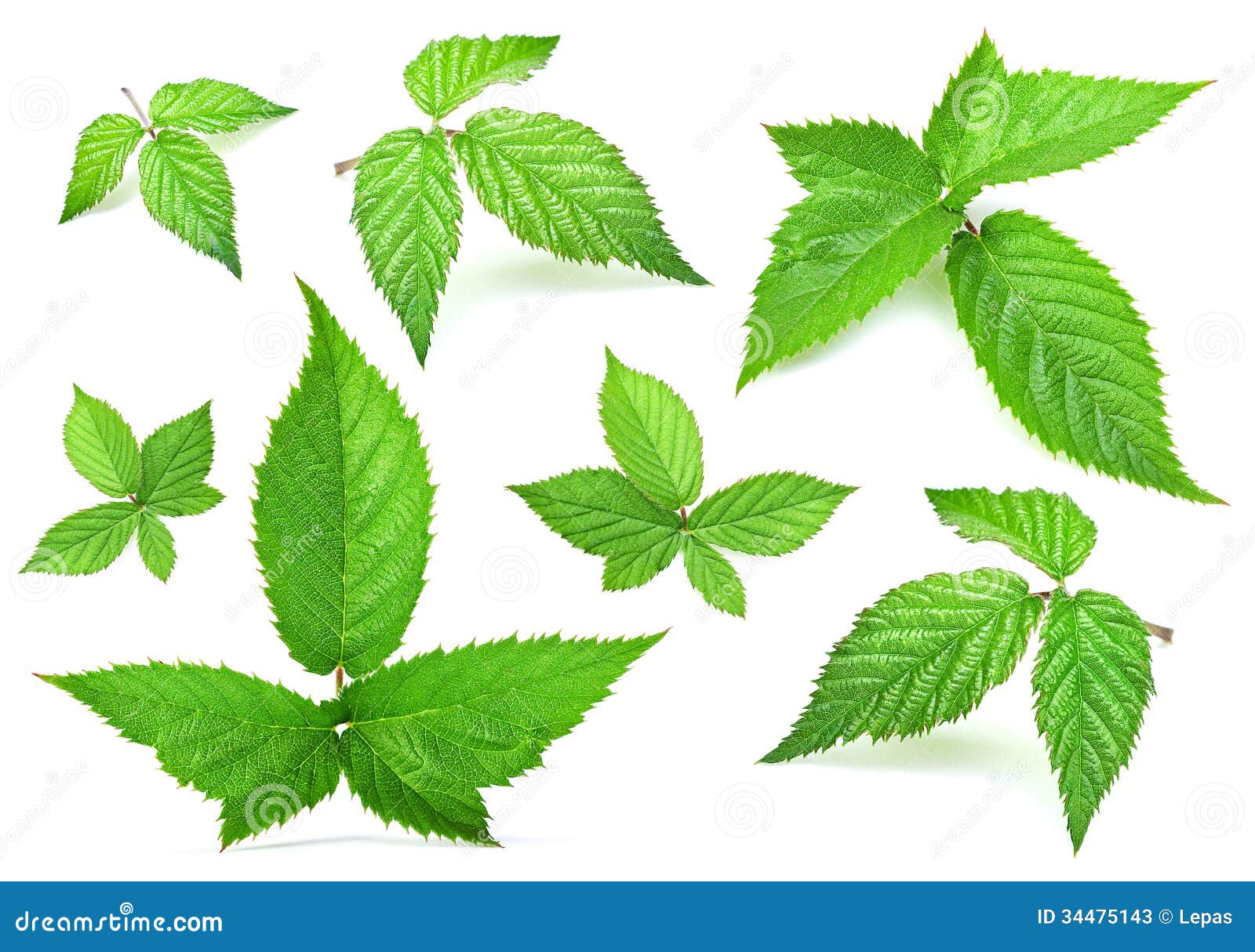 Blackberry leaf set stock image. Image of herb, white - 34475143
