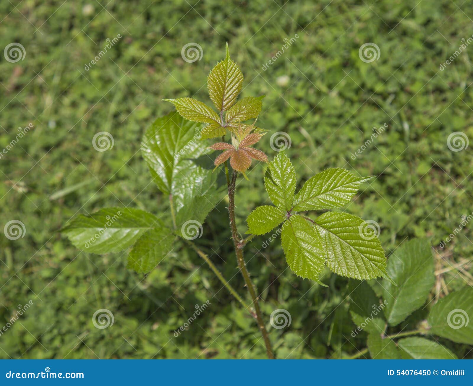 Blackberry leaf stock photo. Image of strawberry, object - 54076450